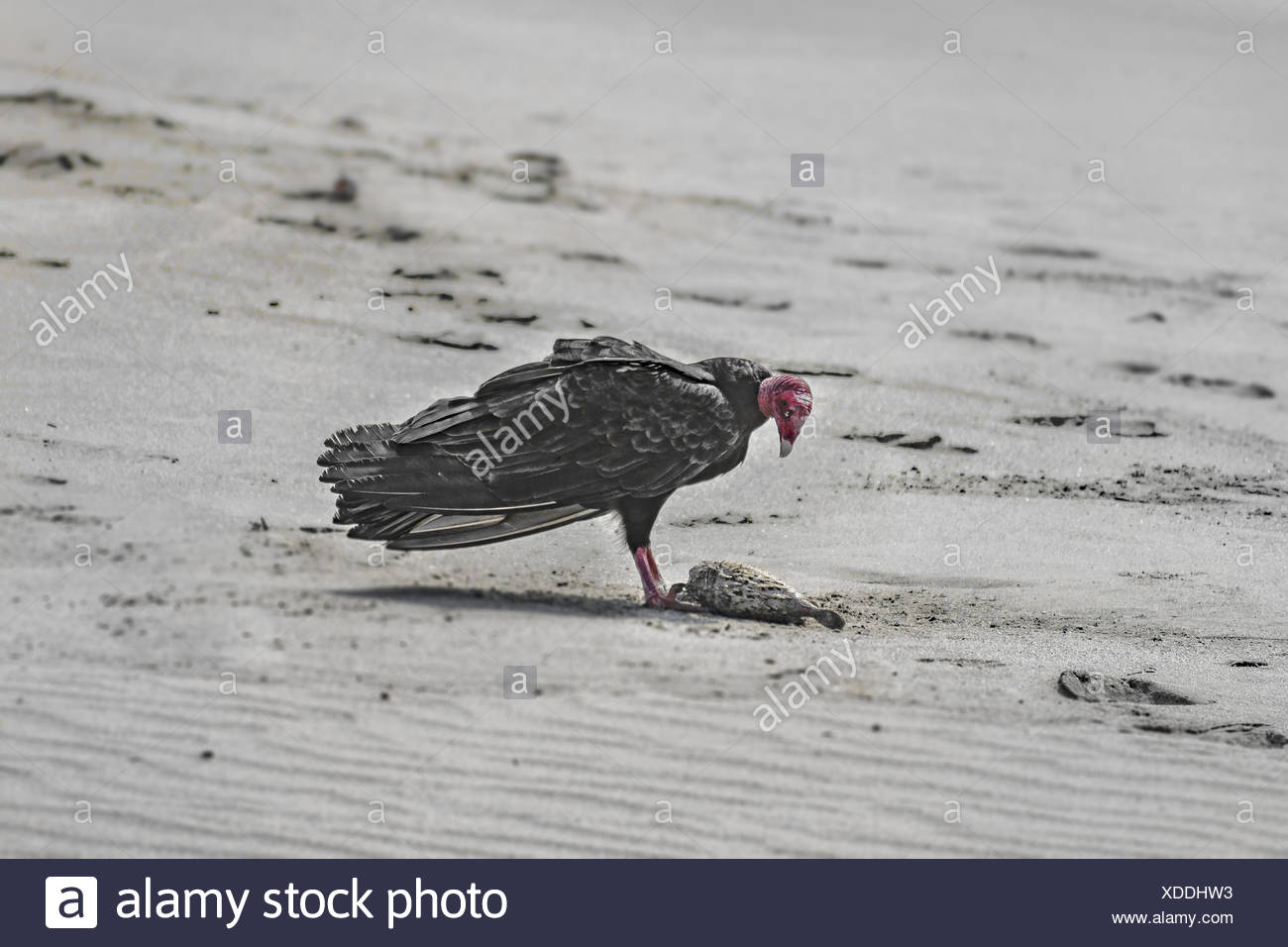 Dead Vulture High Resolution Stock Photography and Images - Alamy