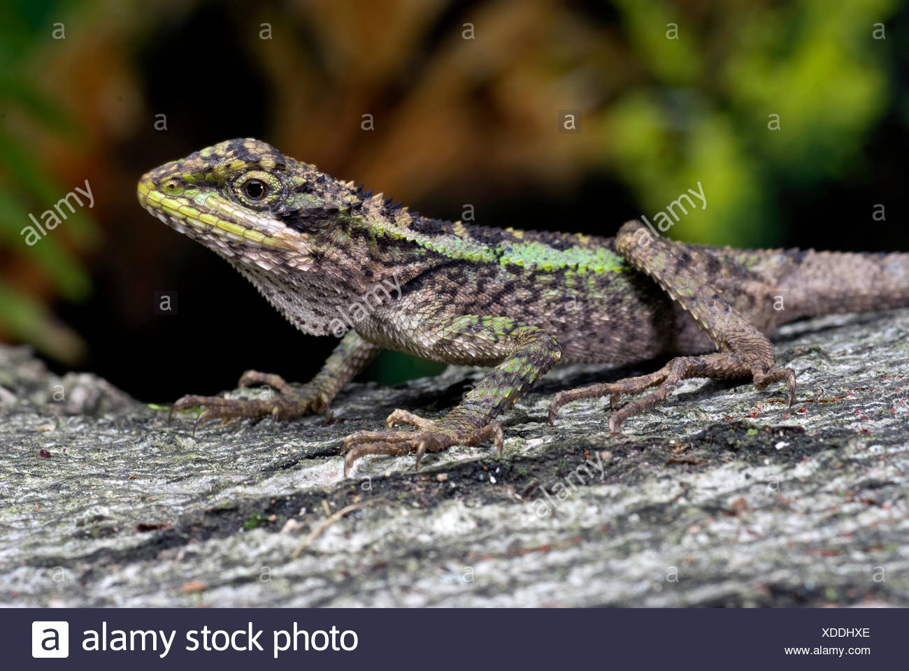 Chinese Lizard High Resolution Stock Photography and Images - Alamy