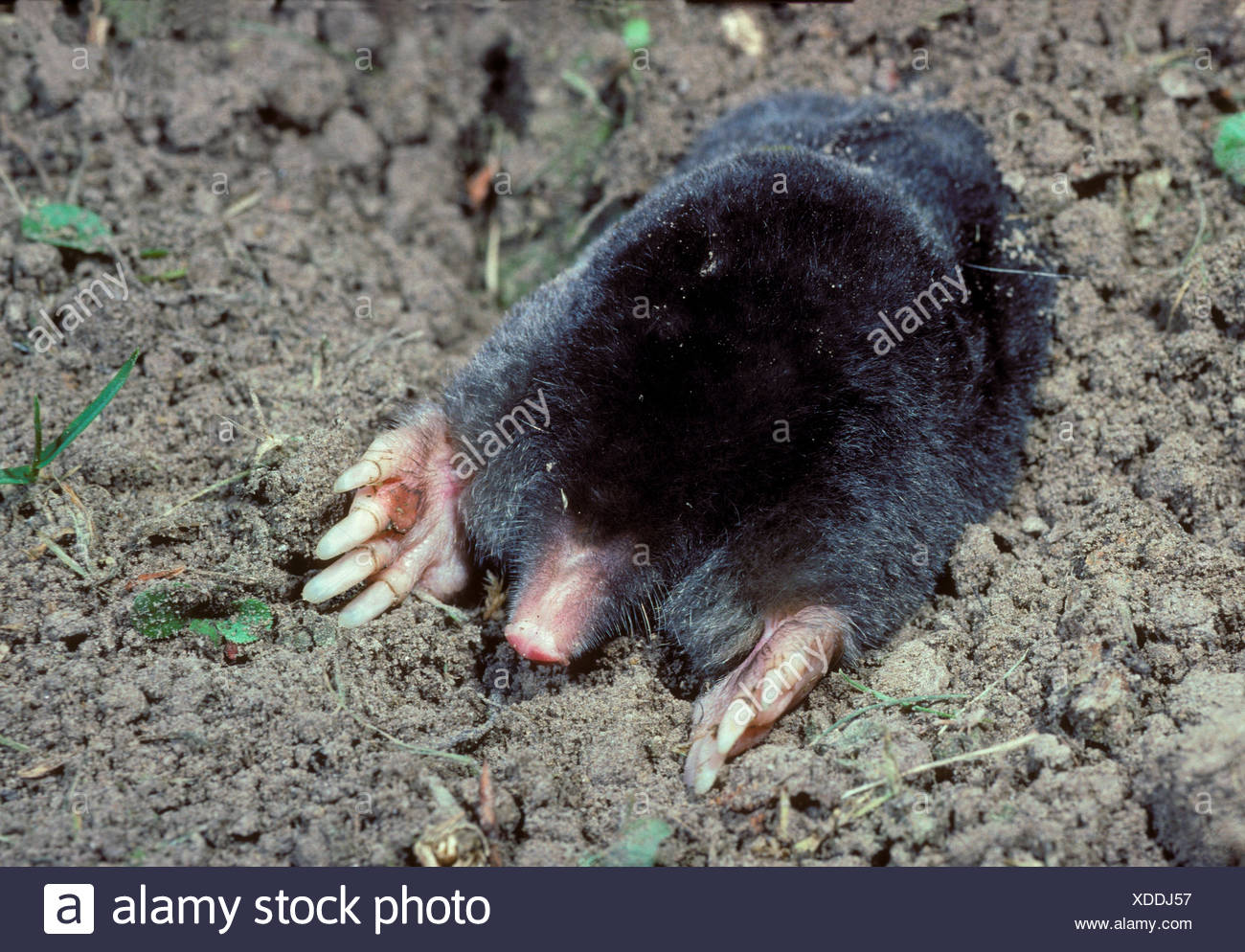 Mole Tunnel High Resolution Stock Photography and Images - Alamy