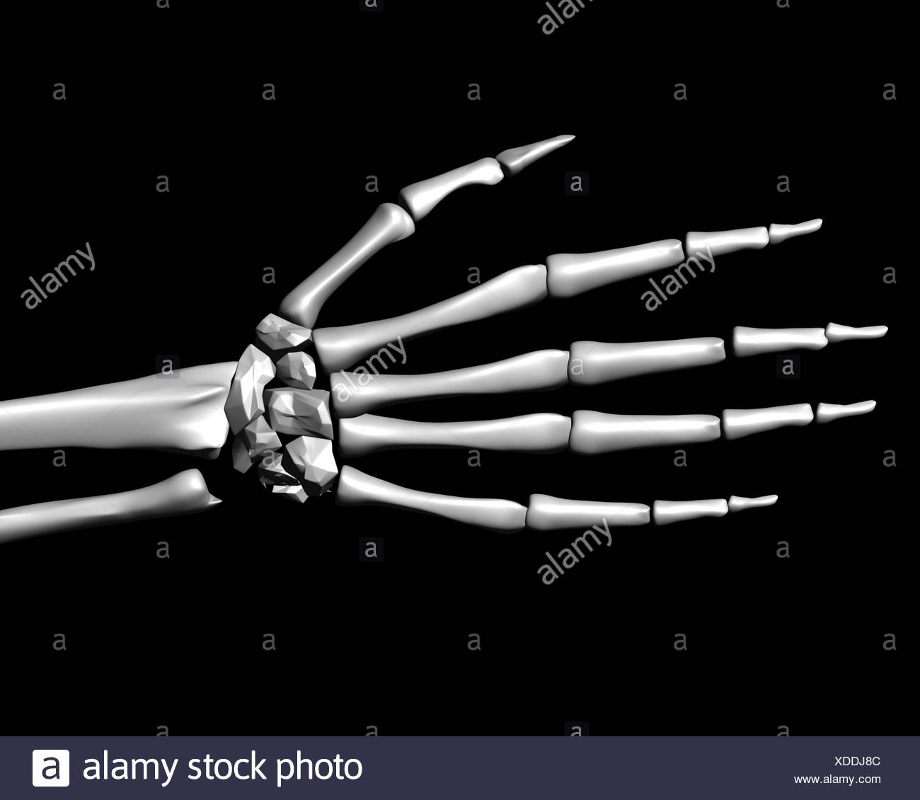 Hand Illustration Skeleton Thumb High Resolution Stock Photography and ...