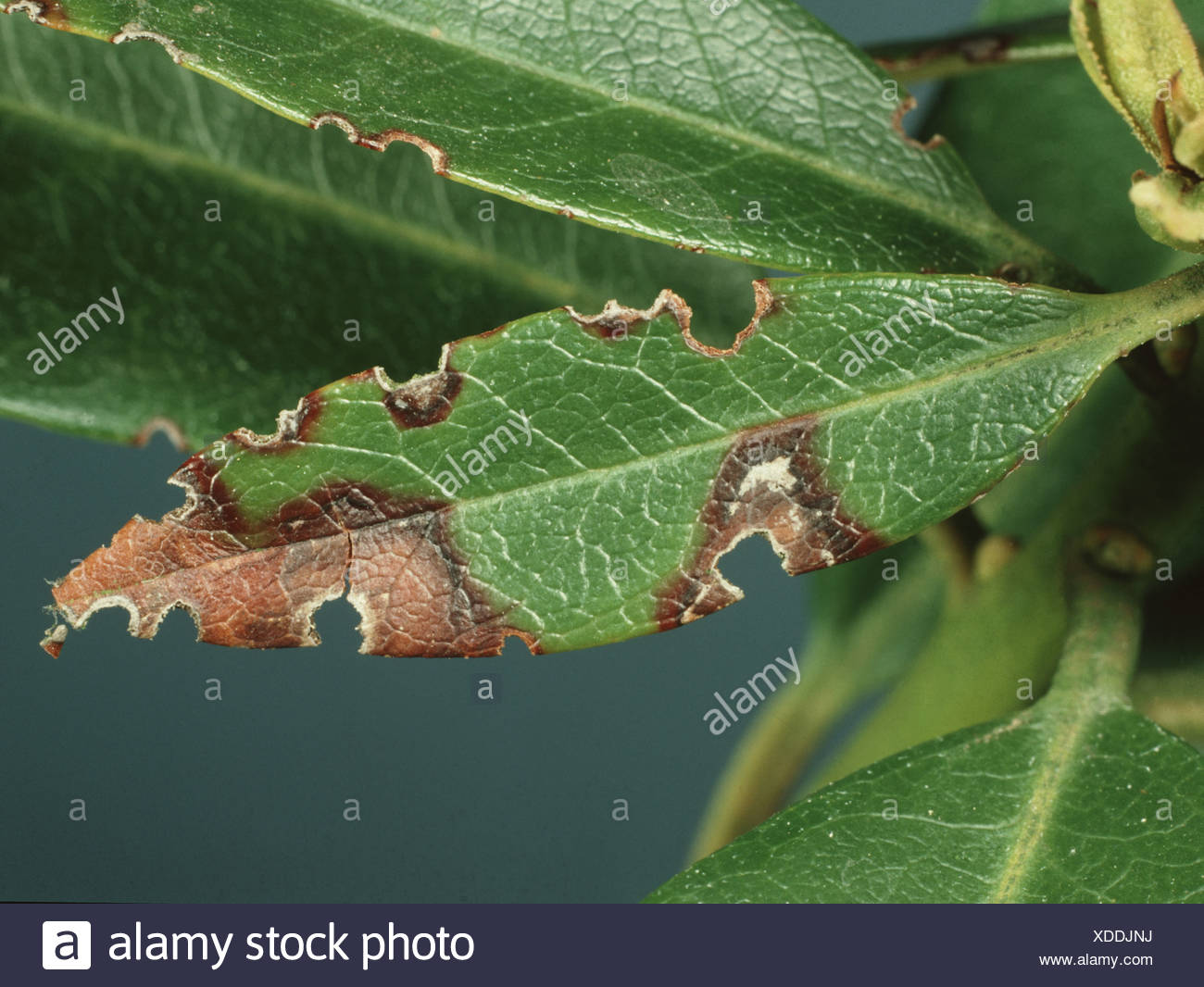 Vine Weevil Damage High Resolution Stock Photography and Images - Alamy