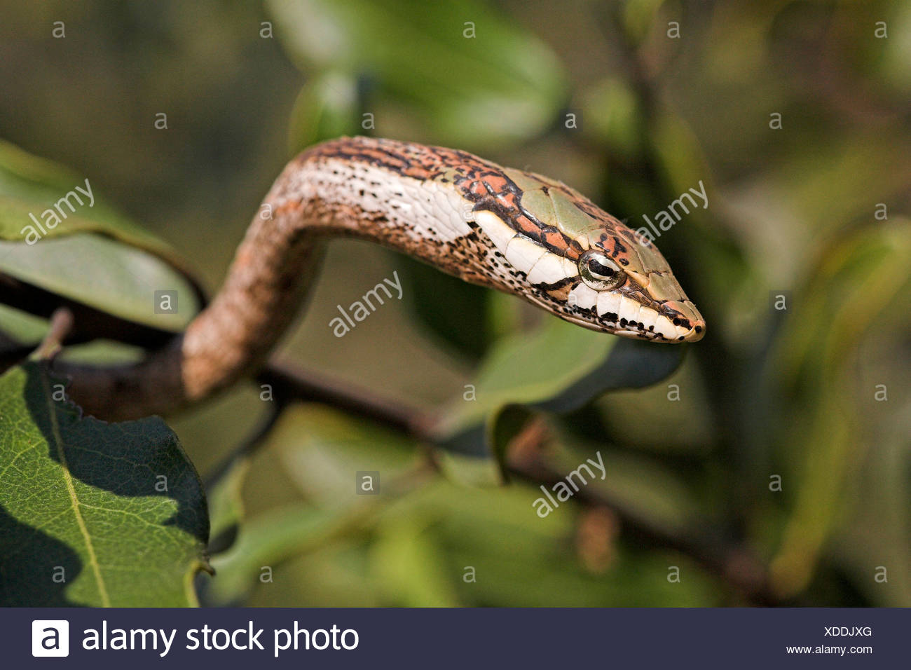 Dangerous Leafs High Resolution Stock Photography and Images - Alamy