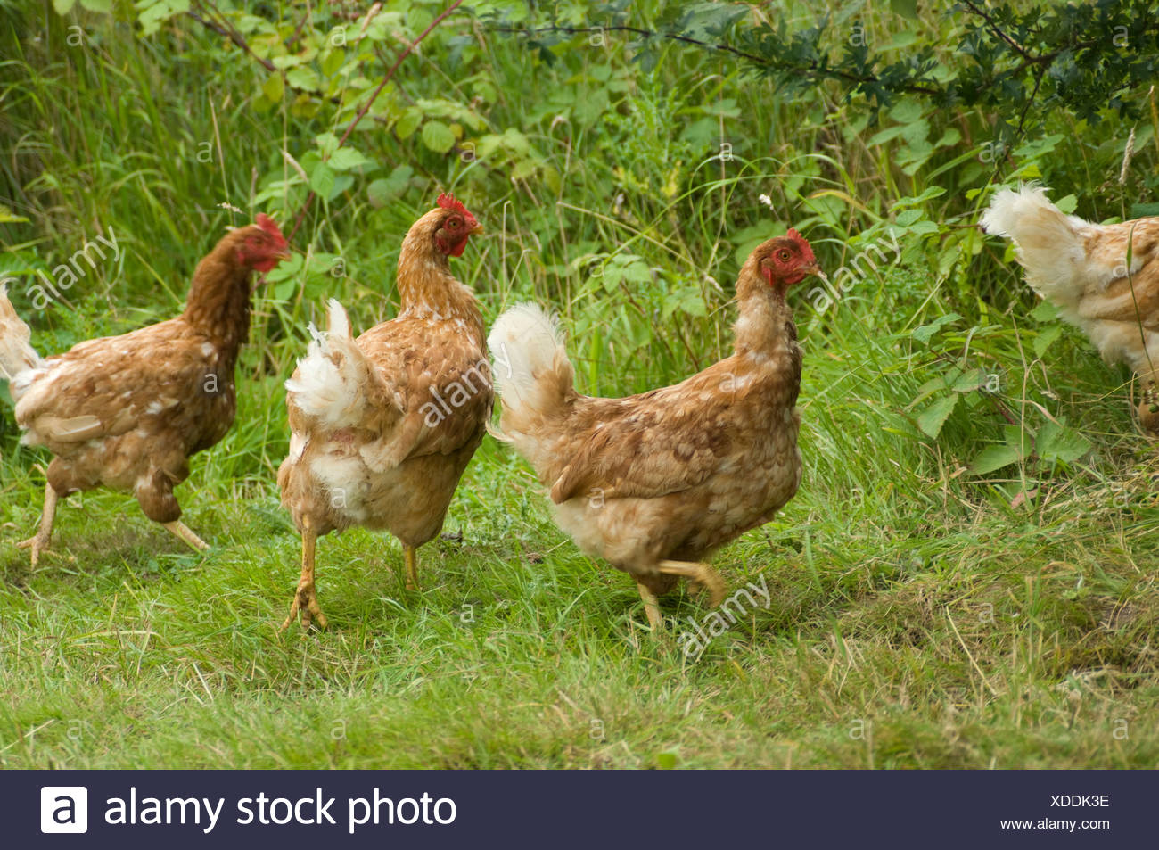 Running Chickens Stock Photos & Running Chickens Stock Images - Alamy
