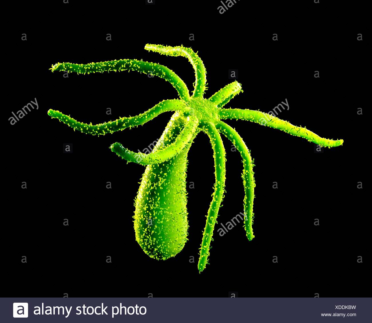 Cnidaria Hydra High Resolution Stock Photography and Images - Alamy