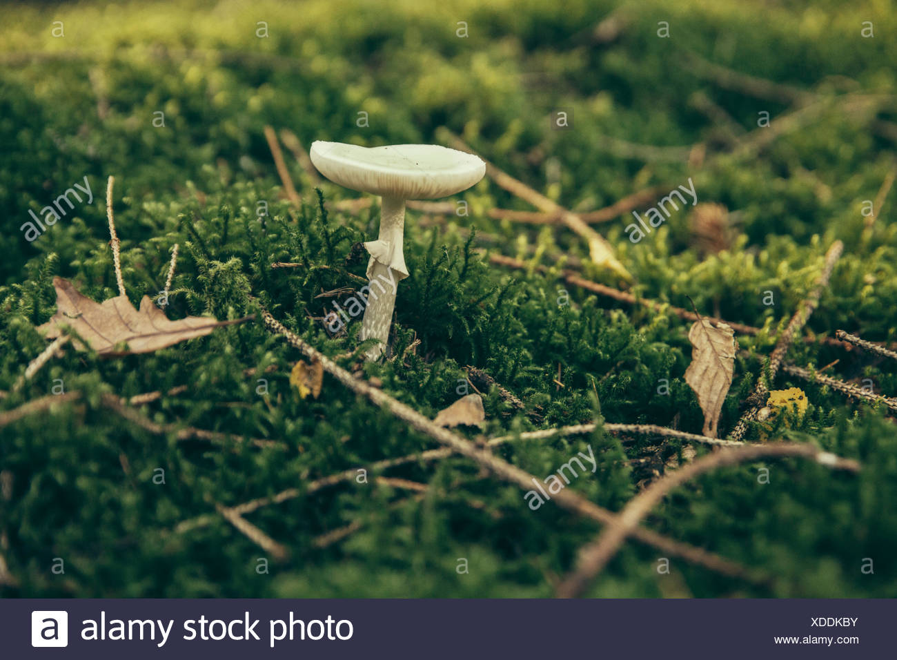 Amanita Phalloides Death Cap High Resolution Stock Photography and ...