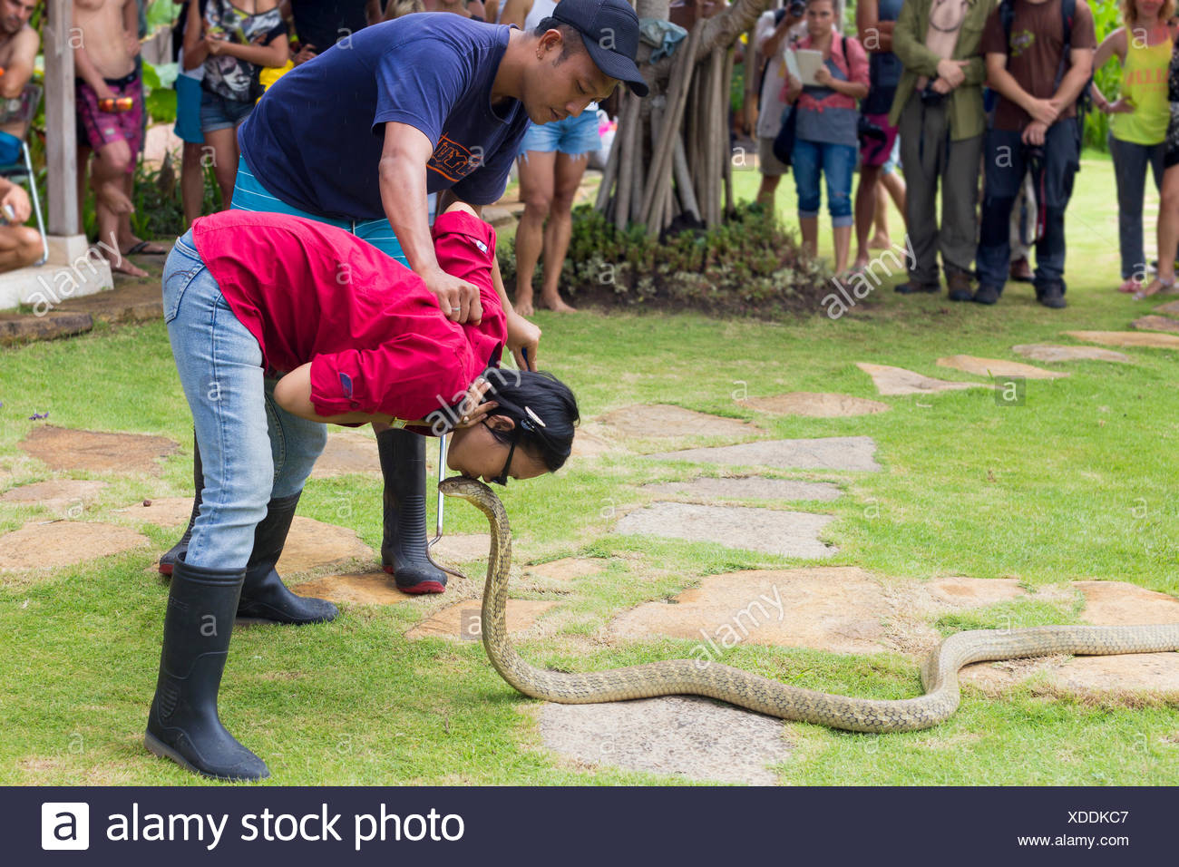 Snakes Of Indonesia High Resolution Stock Photography and Images - Alamy