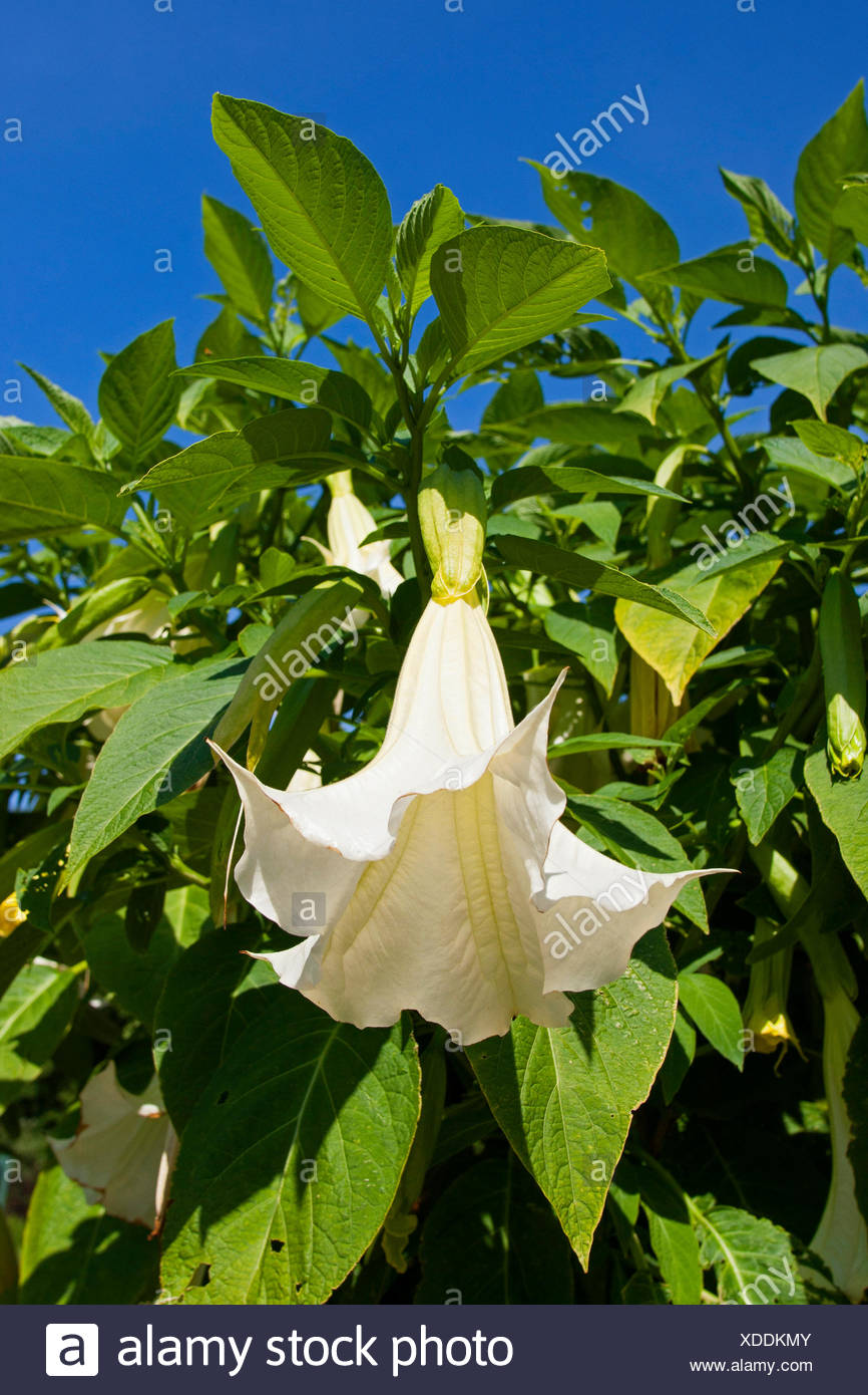 White Trumpet Tree Stock Photos & White Trumpet Tree Stock Images - Alamy