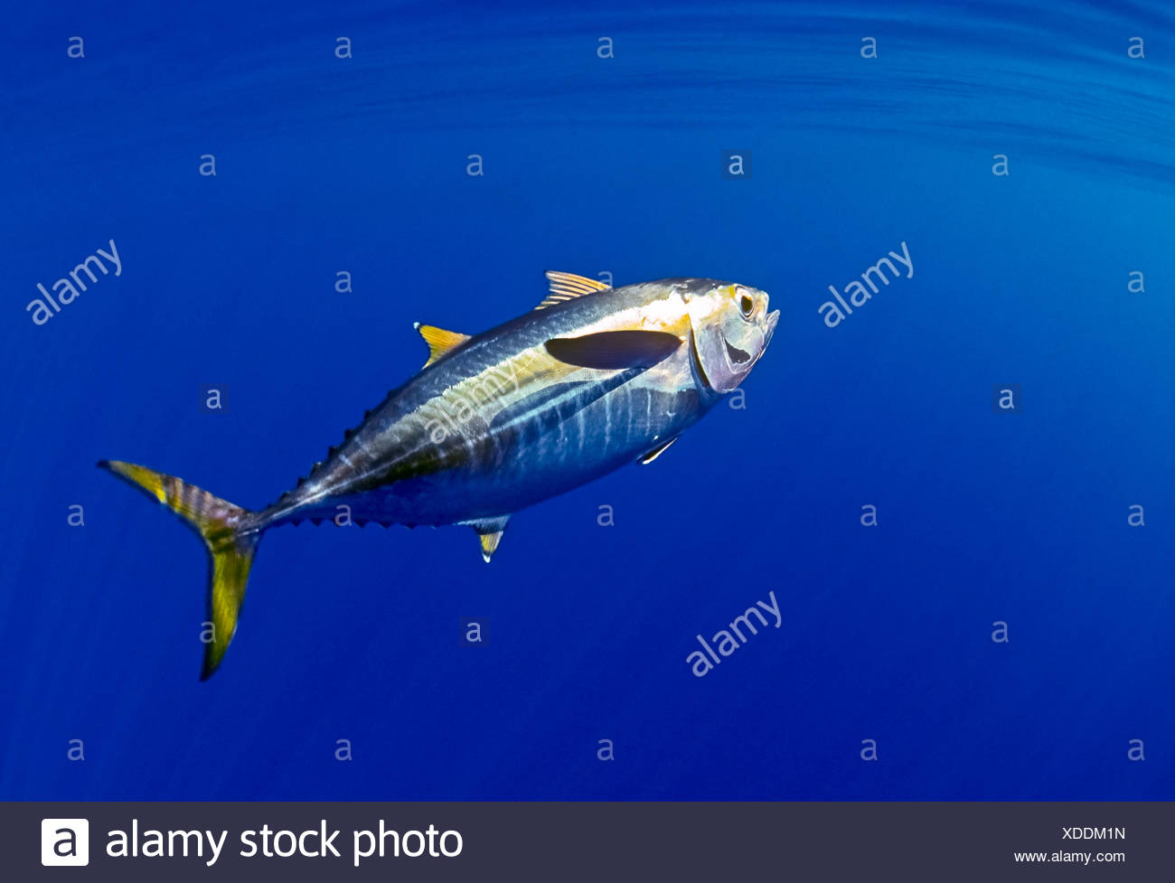 Yellowfin Tuna Stock Photos & Yellowfin Tuna Stock Images - Alamy