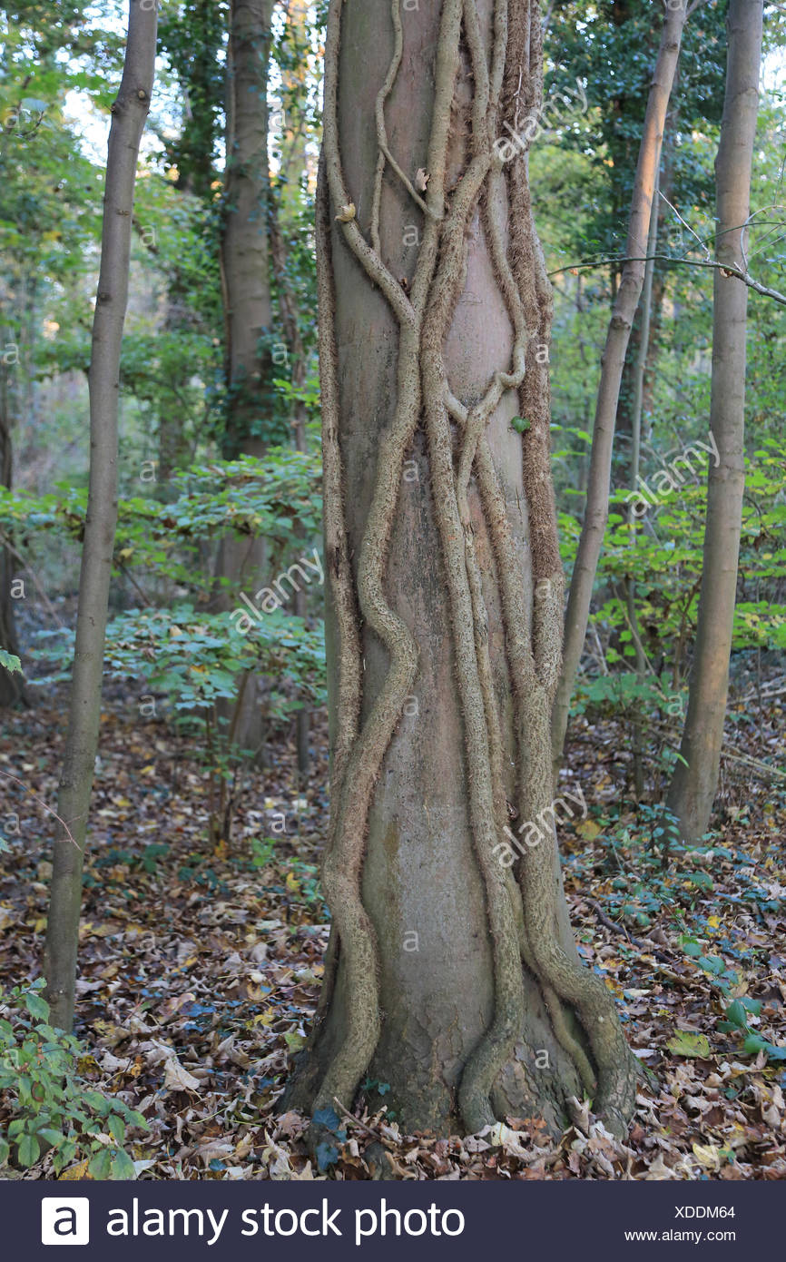 Hedera Helix Tree High Resolution Stock Photography and Images - Alamy