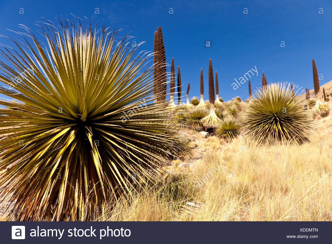Puya Bromeliad Stock Photos & Puya Bromeliad Stock Images - Alamy