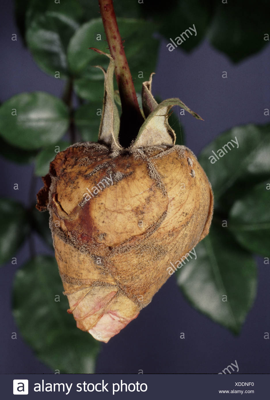 Botrytis Grey Mould On Rose High Resolution Stock Photography and ...