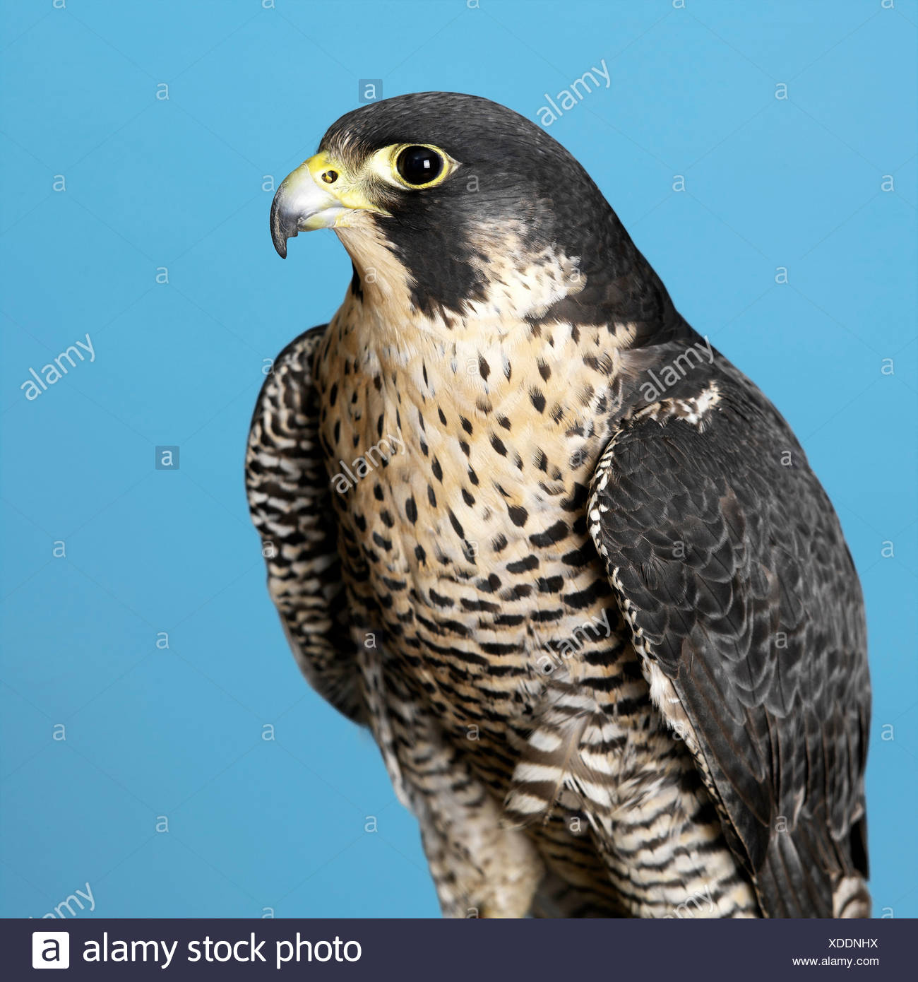 Color Symbolism High Resolution Stock Photography and Images - Alamy