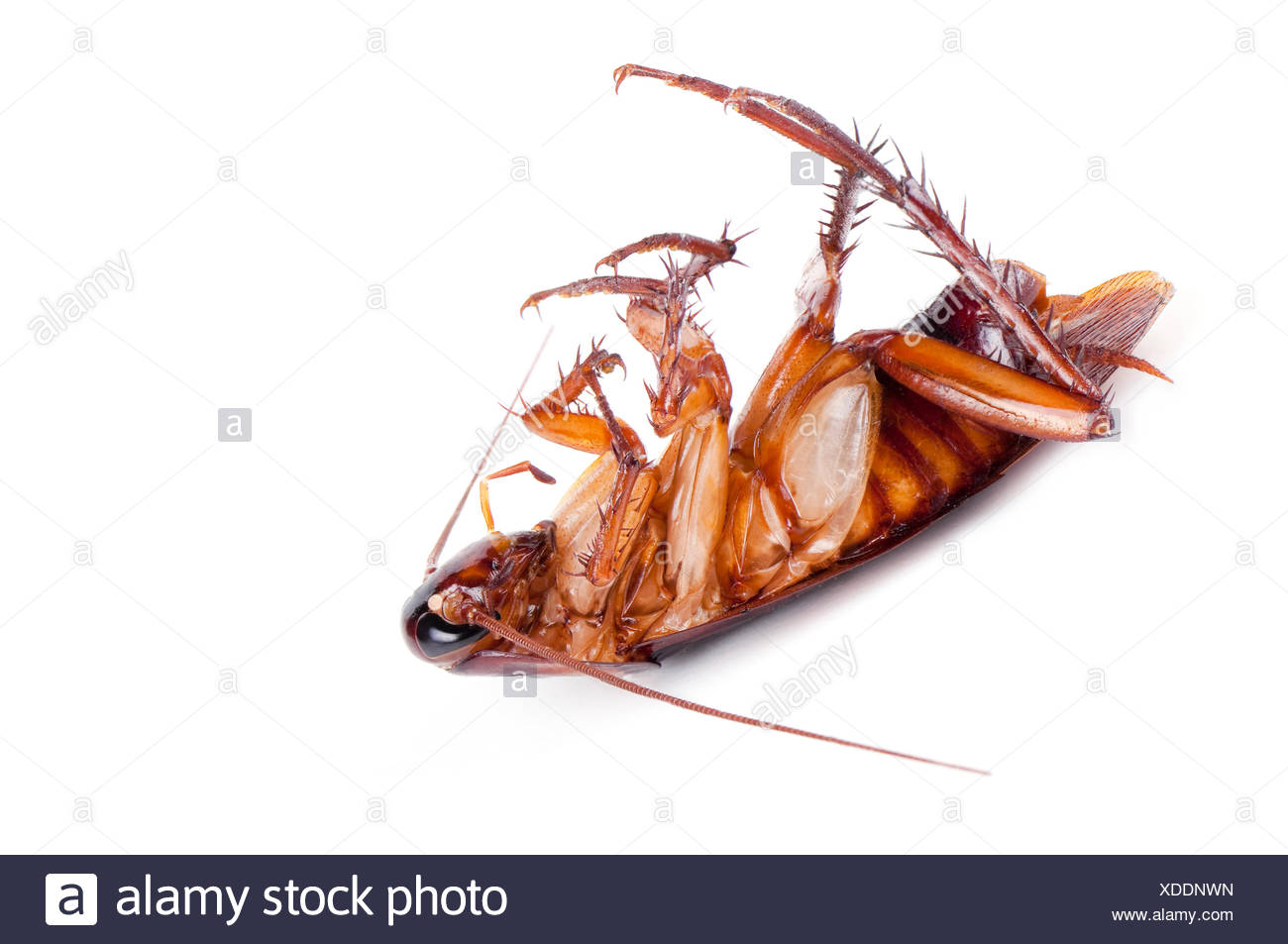 Cockroach Cut Out Stock Images & Pictures - Alamy