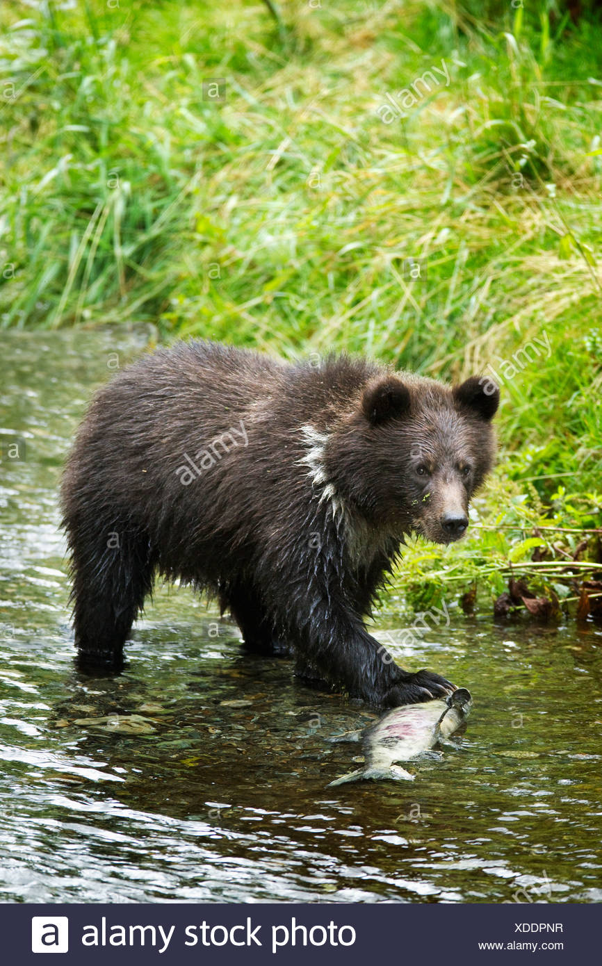 Young Grizzly Bear High Resolution Stock Photography and Images - Alamy