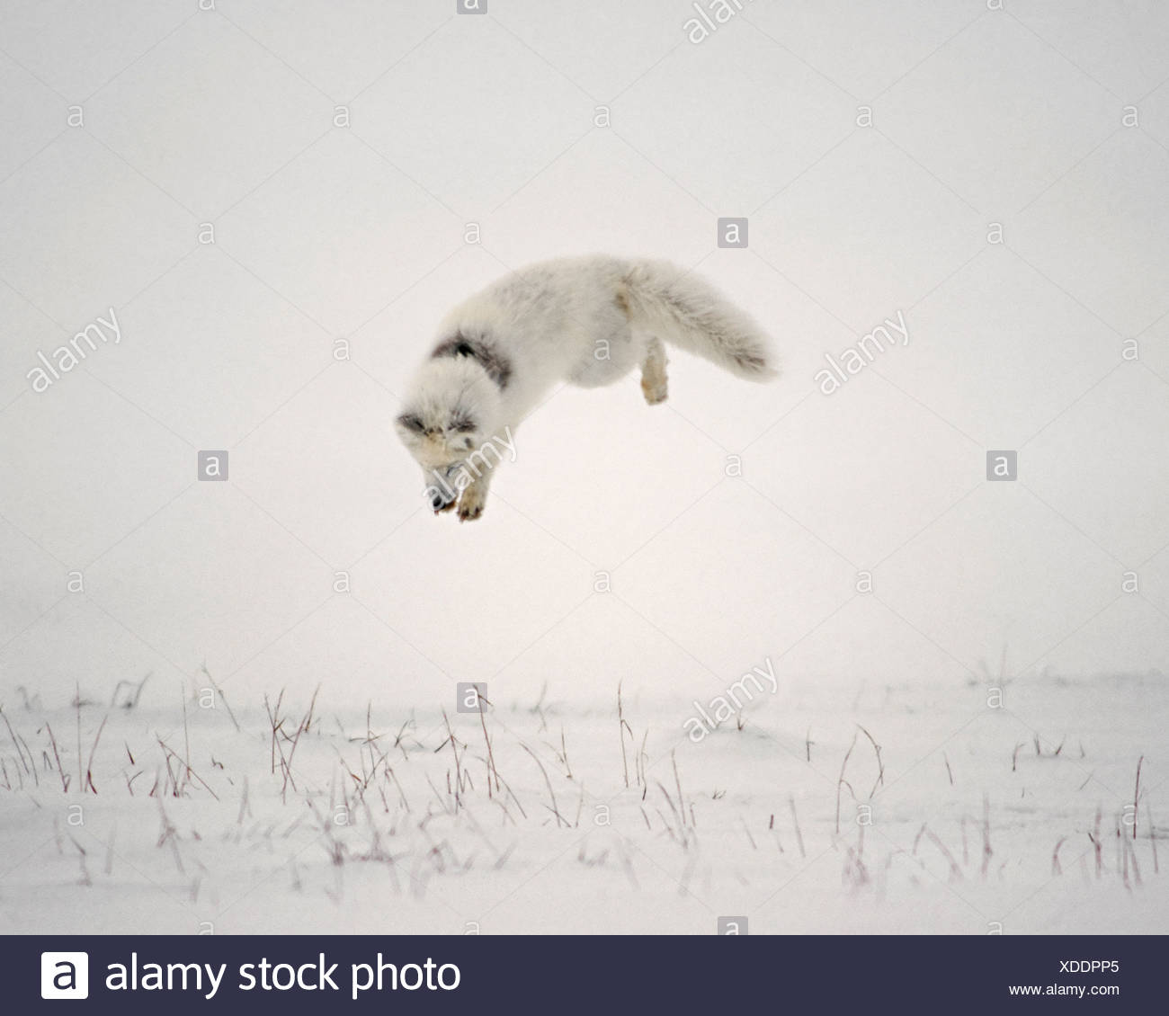 Arctic Fox Jumping High Resolution Stock Photography and Images - Alamy