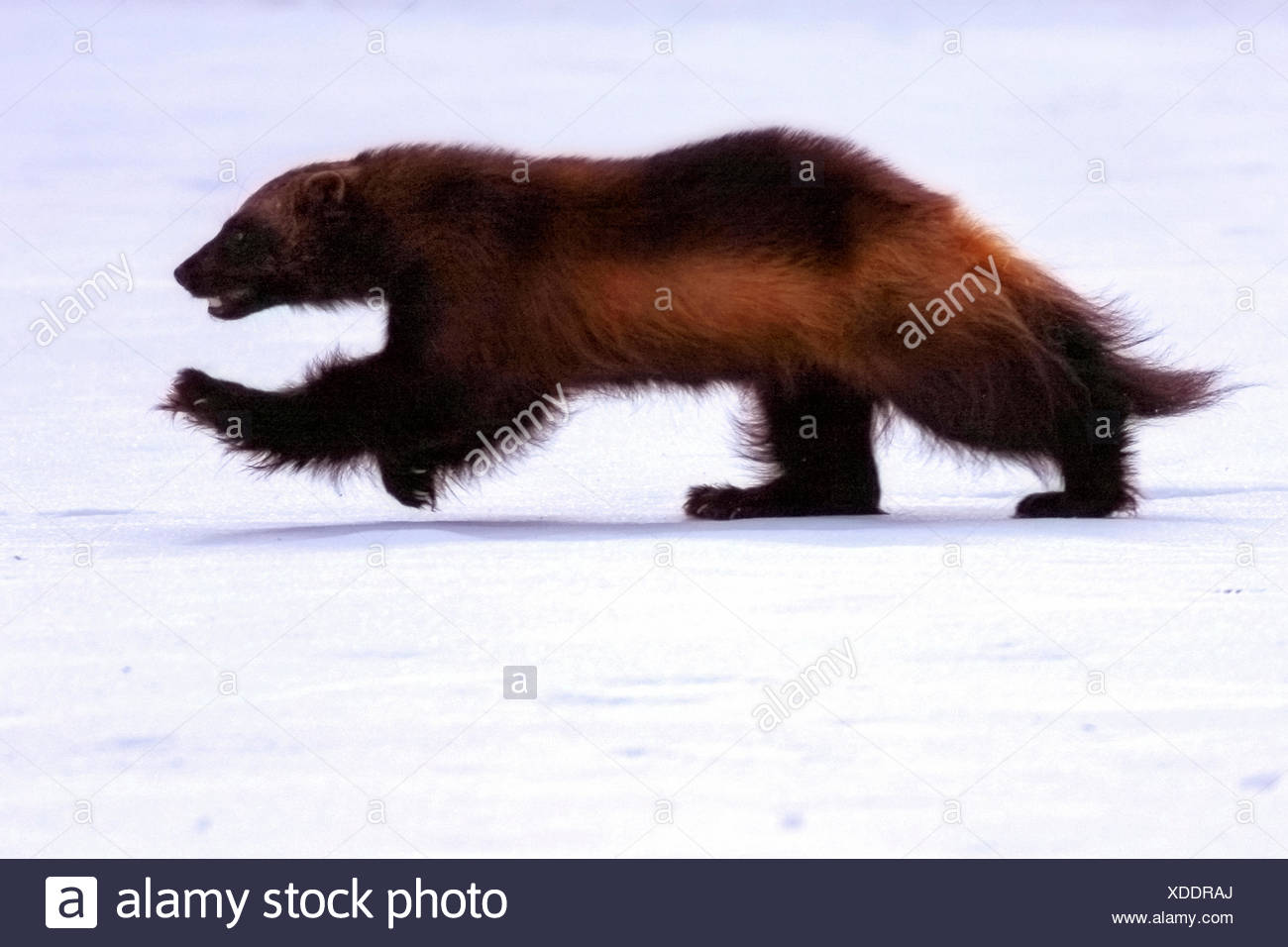 Snow Covered Wolverine Stock Photos & Snow Covered Wolverine Stock ...