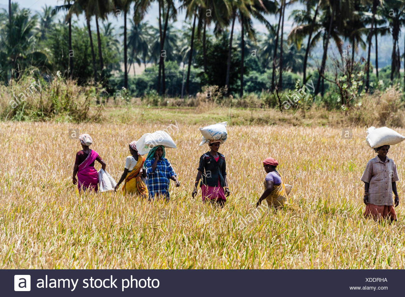 Sacks Of Rice Stock Photos & Sacks Of Rice Stock Images - Alamy