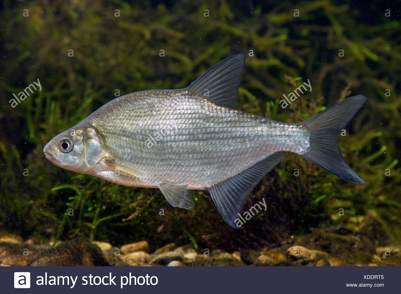 Common Bream Freshwater Bream Carp High Resolution Stock Photography ...