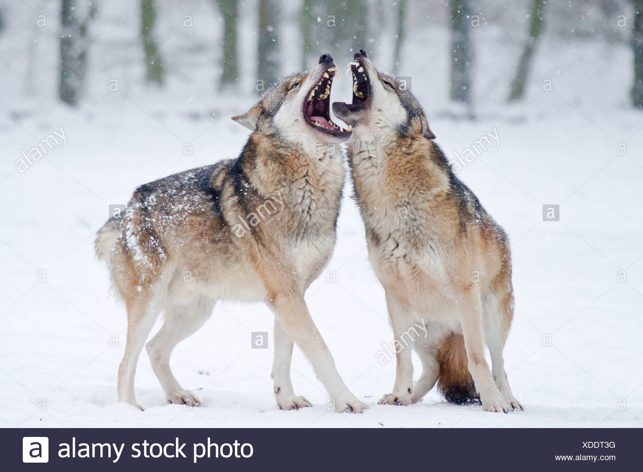 Wolves Howling Stock Photos & Wolves Howling Stock Images - Alamy