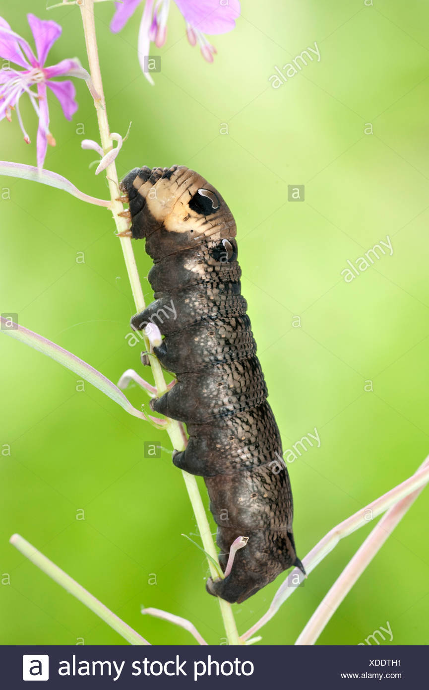 Fat Caterpillar High Resolution Stock Photography and Images - Alamy