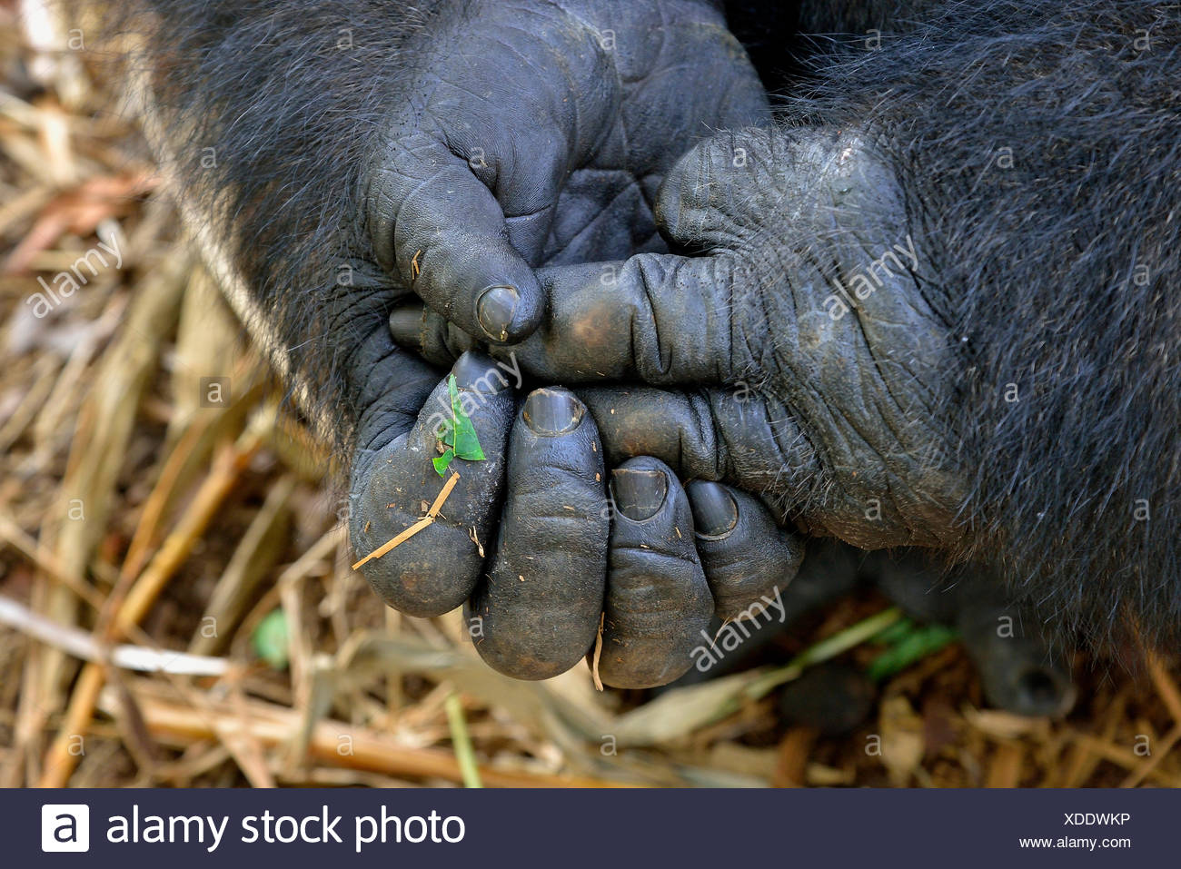 Gorilla Hand High Resolution Stock Photography and Images - Alamy