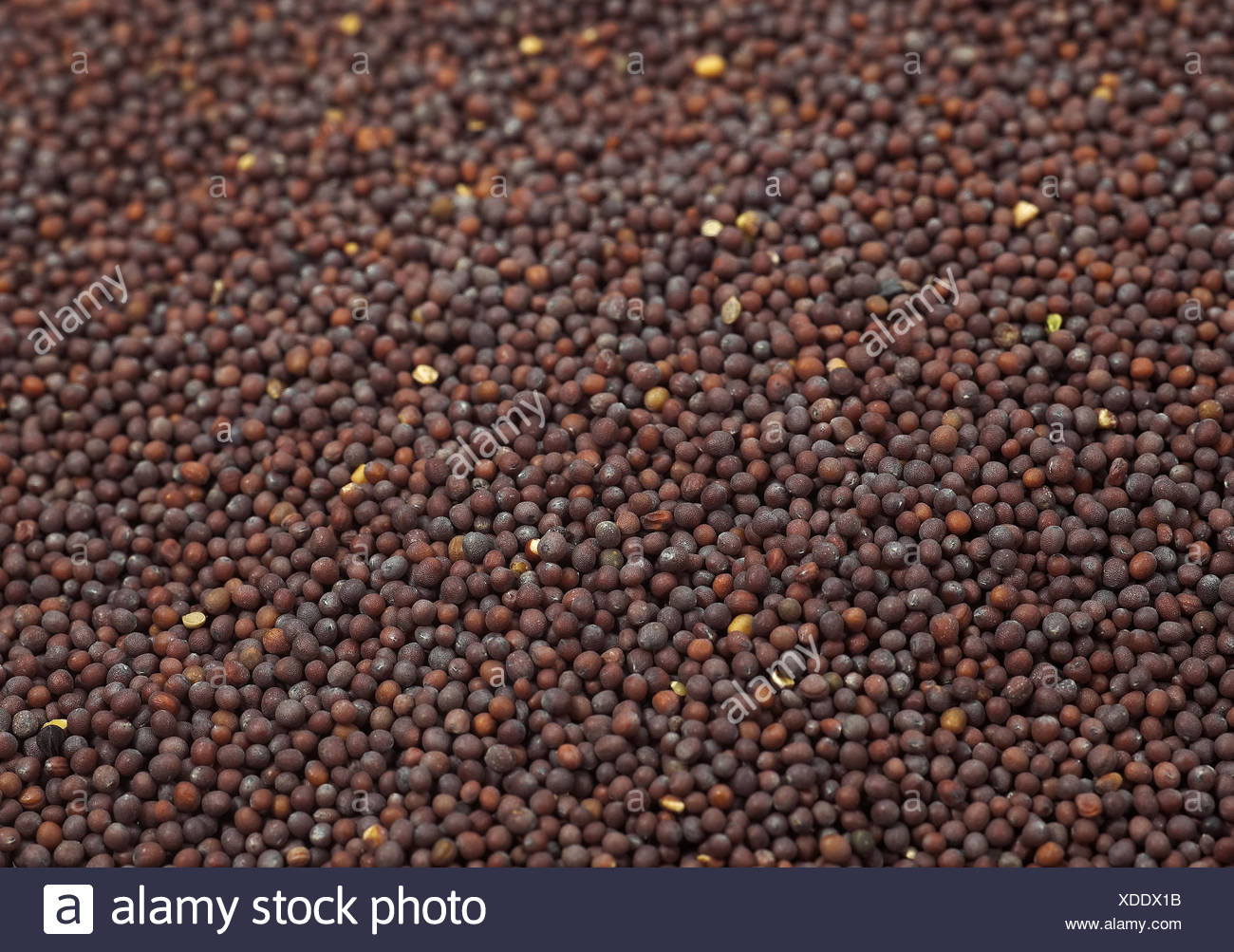 Black Mustard Seed High Resolution Stock Photography and Images - Alamy