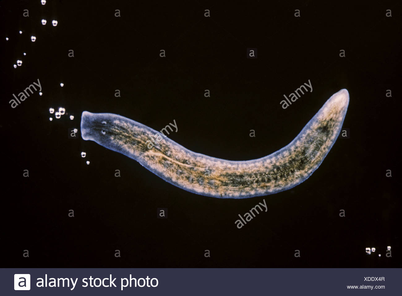 Planarian Stock Photos & Planarian Stock Images - Alamy