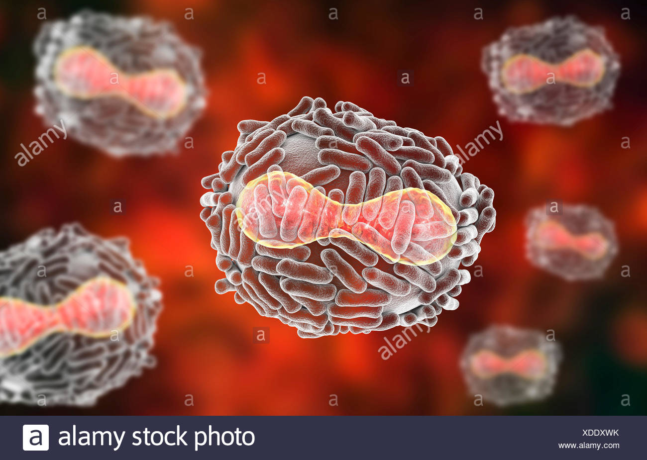 Viral Core High Resolution Stock Photography and Images - Alamy