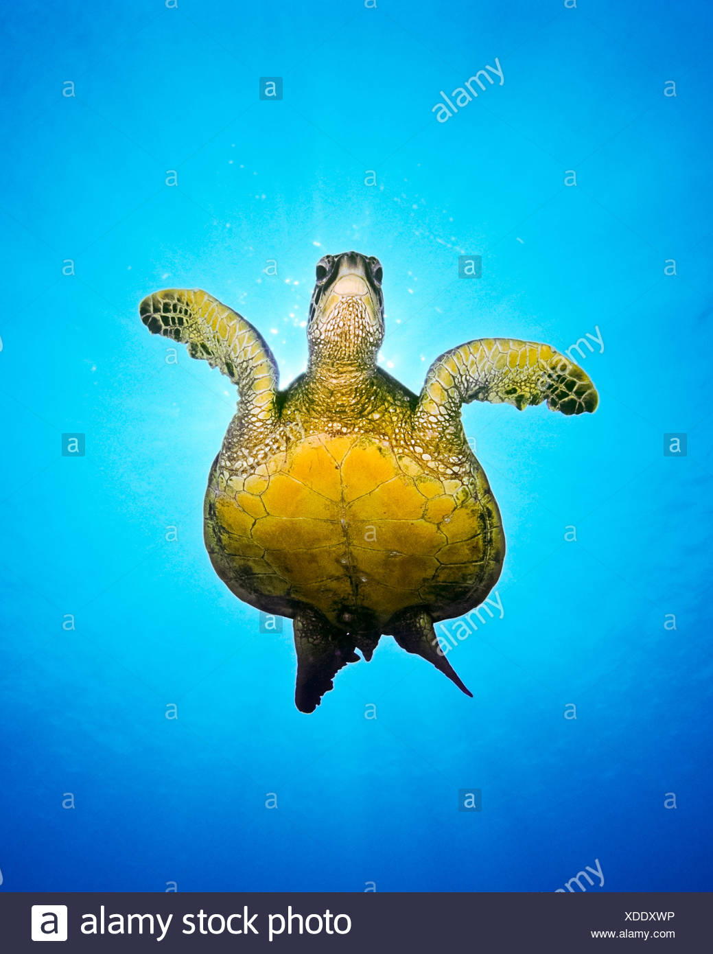 Vertical Animal High Resolution Stock Photography and Images - Alamy