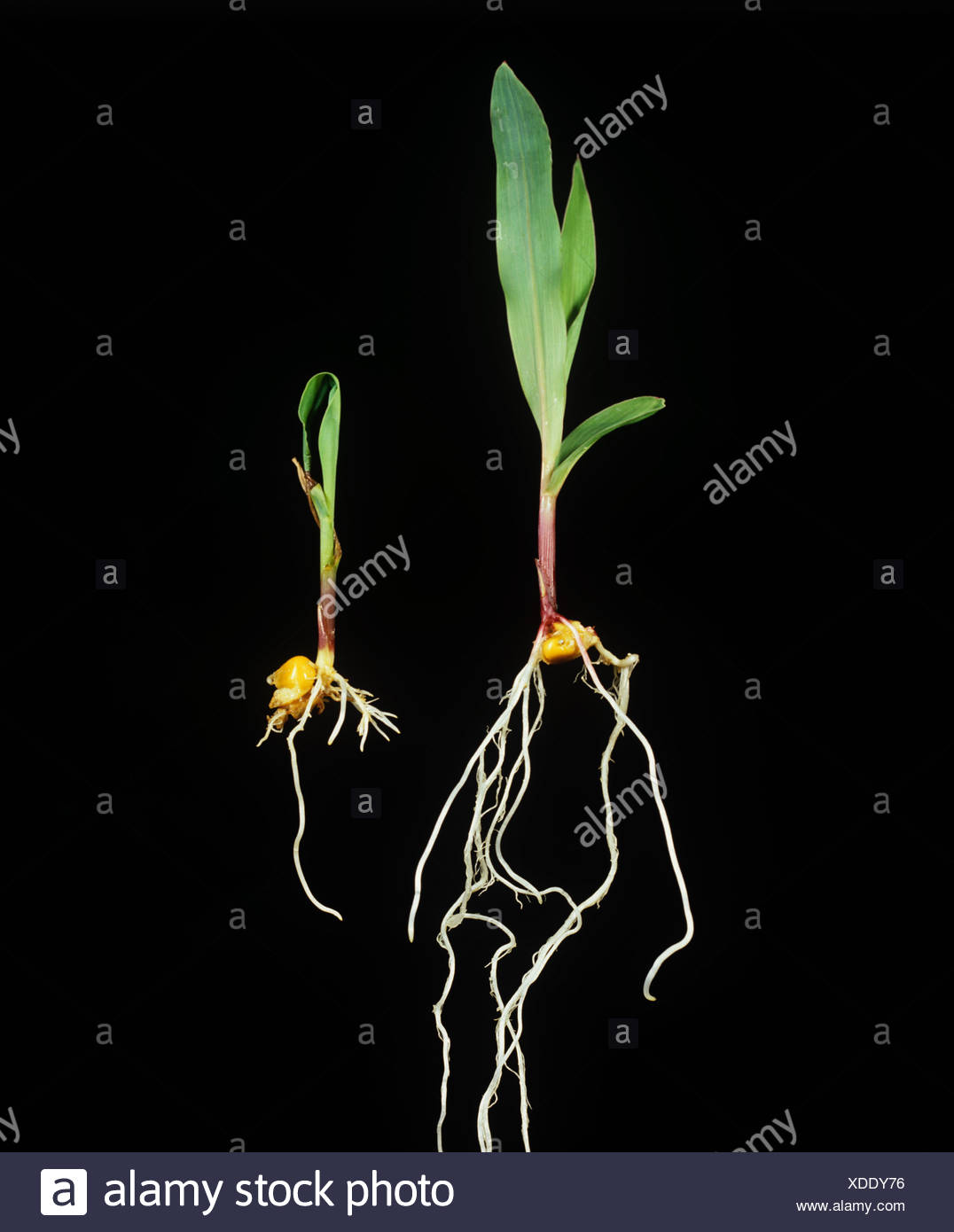 Maize Seedlings High Resolution Stock Photography and Images - Alamy