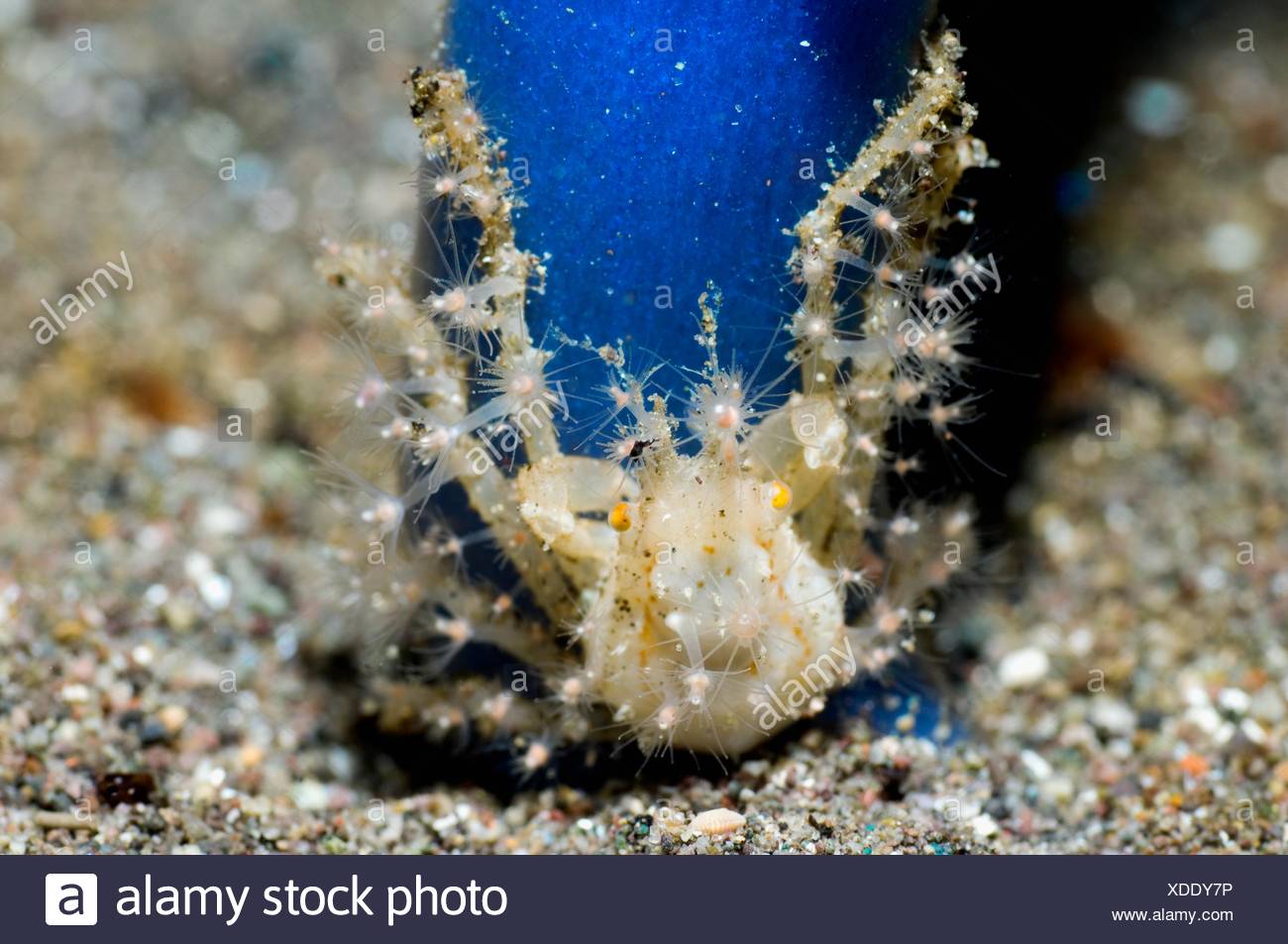 Blue Stalked Sea Squirt High Resolution Stock Photography and Images ...