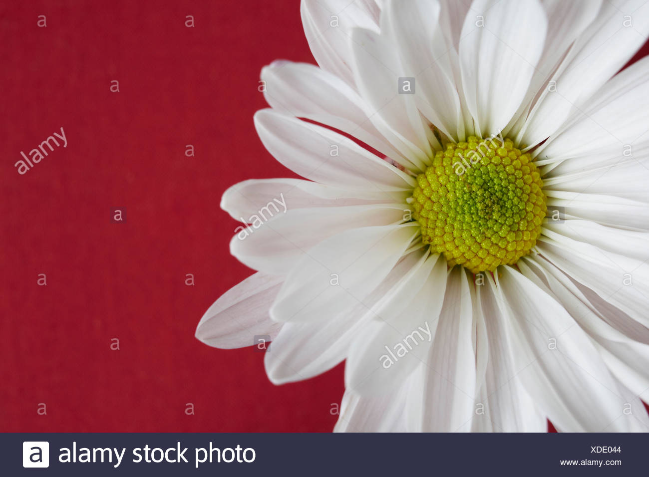 Daisy Head High Resolution Stock Photography and Images - Alamy