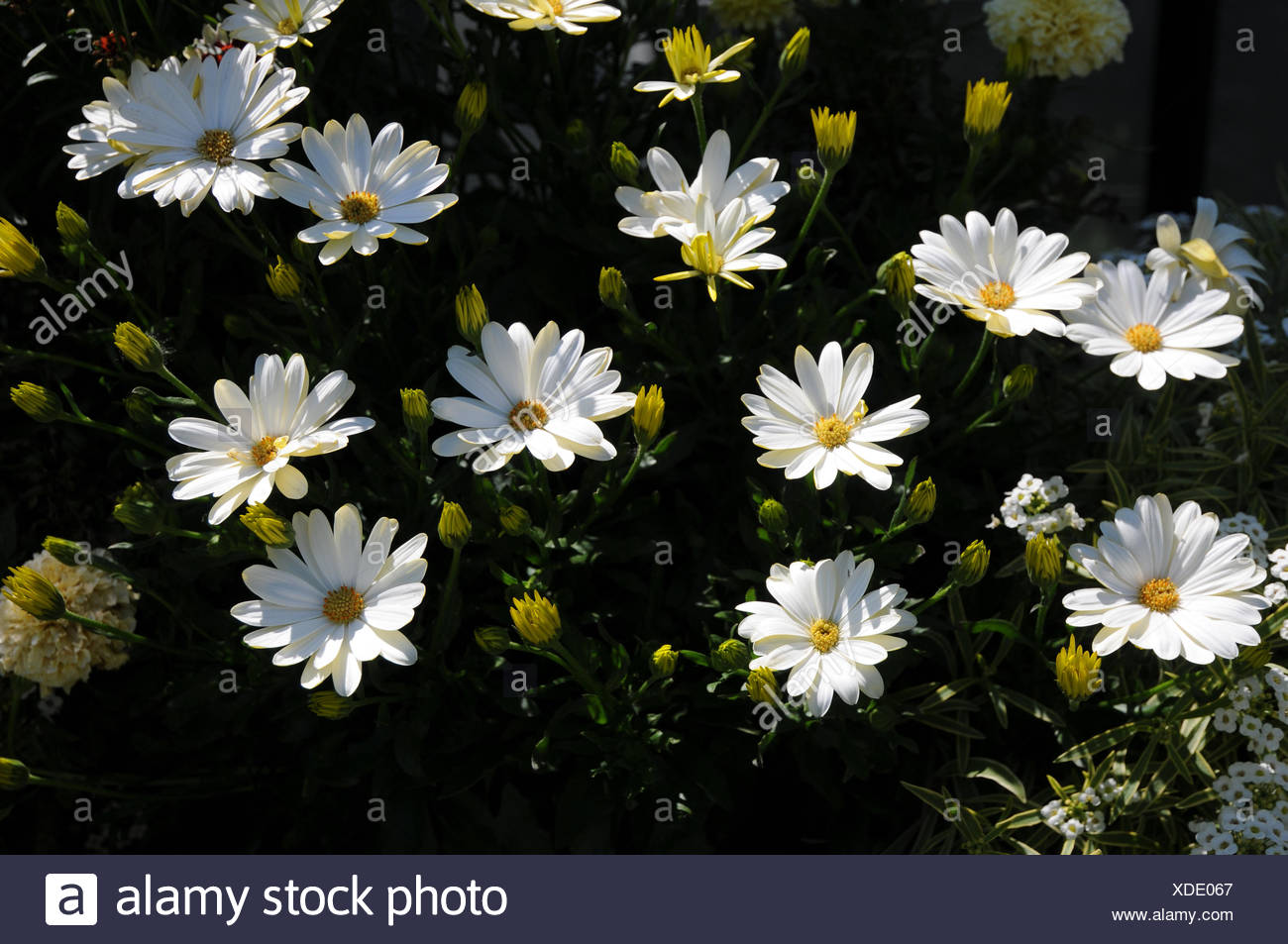 Cape Daisy Osteospermum Ecklonis High Resolution Stock Photography and ...