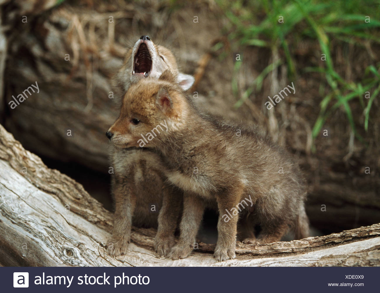 Coyote Pups High Resolution Stock Photography and Images - Alamy