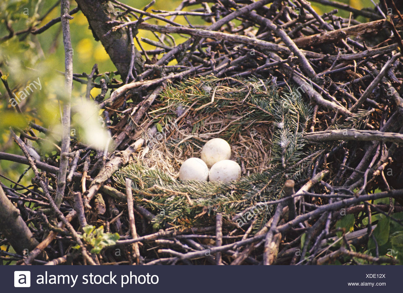 Buteo Buteo Common Buzzard Nest Stock Photos & Buteo Buteo Common ...