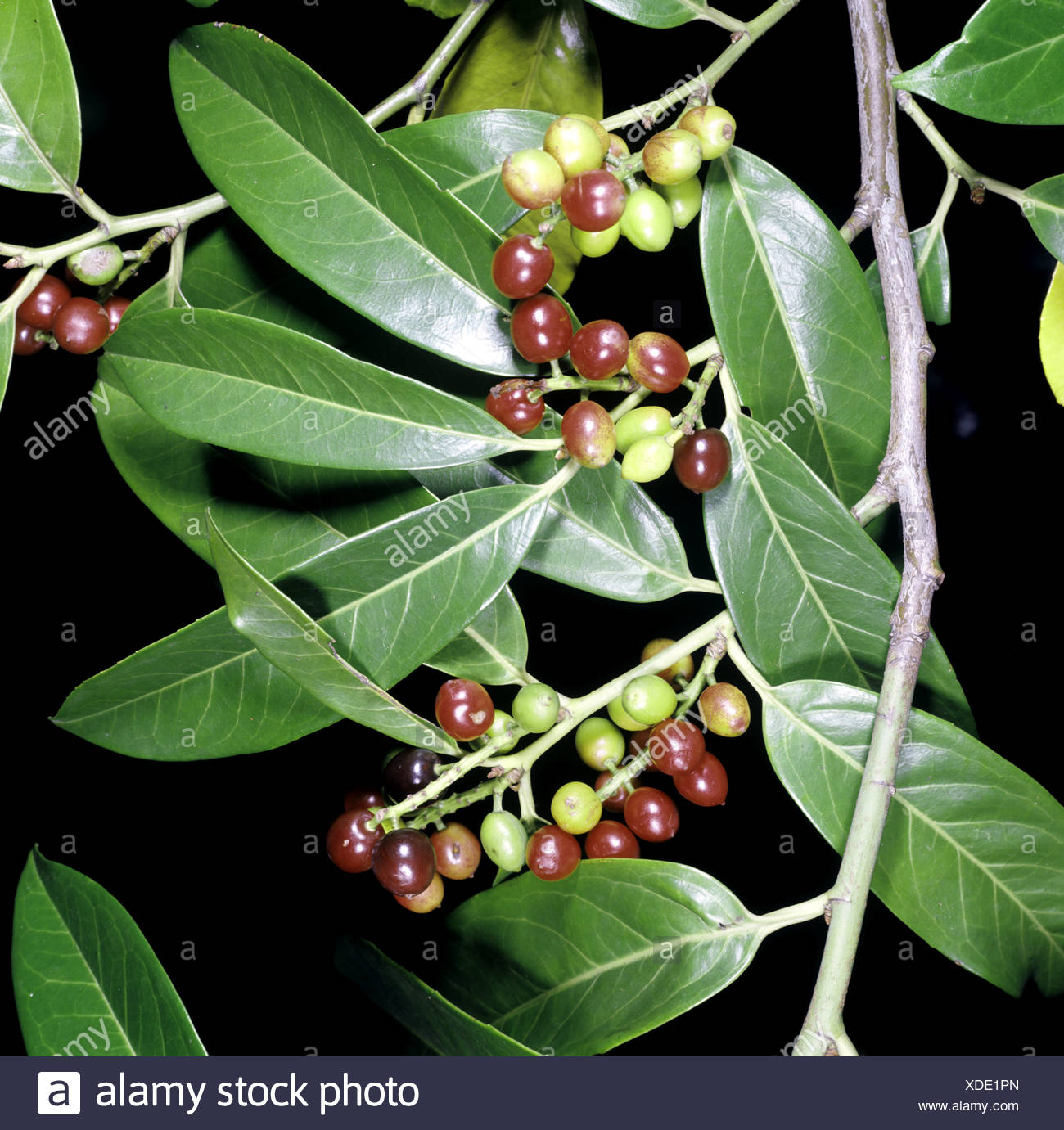 Laurel Berries Stock Photos & Laurel Berries Stock Images - Page 2 - Alamy