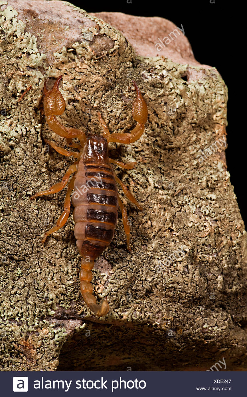 Burrowing Stock Photos & Burrowing Stock Images - Alamy