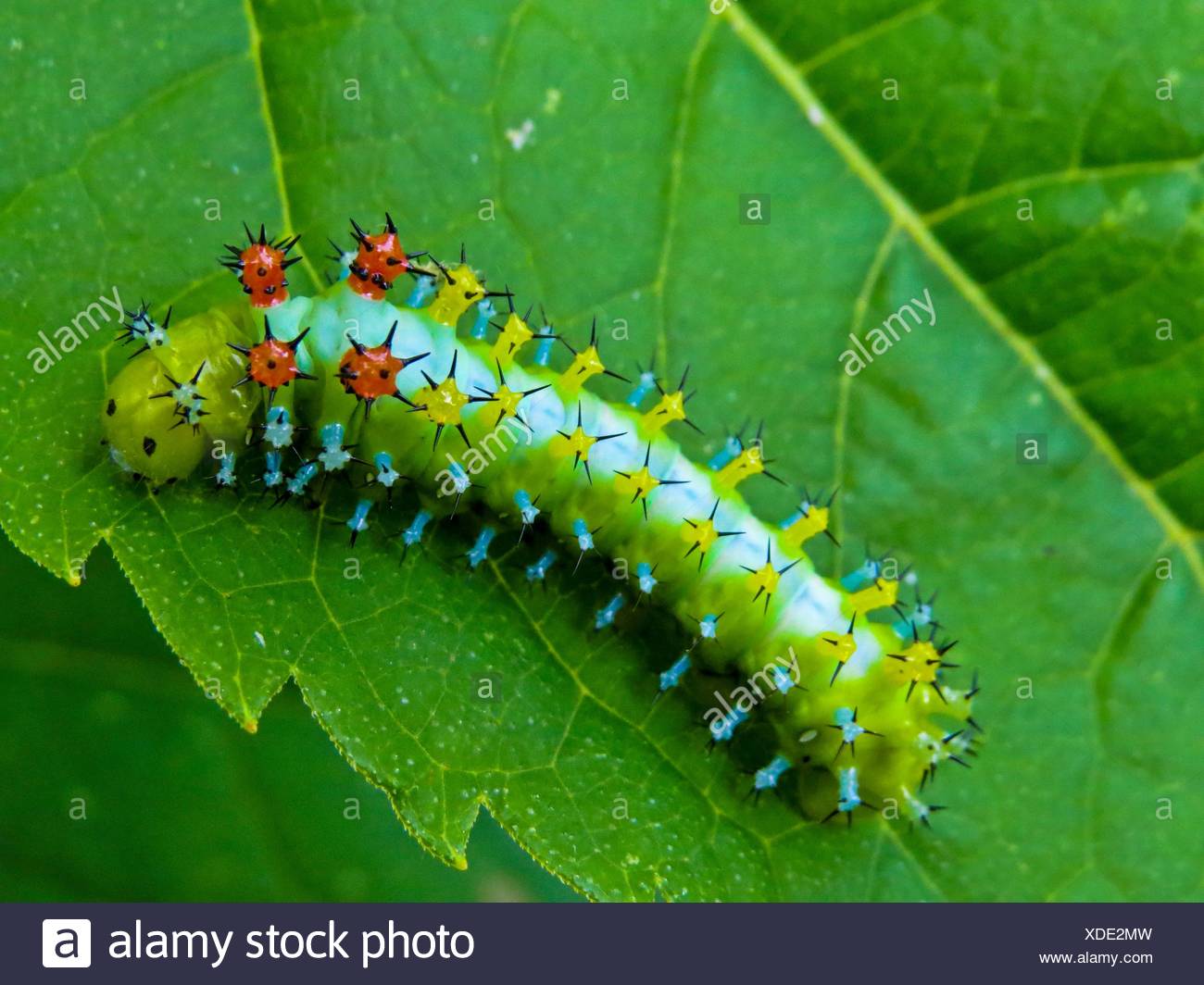 Caterpillar Family High Resolution Stock Photography and Images - Alamy