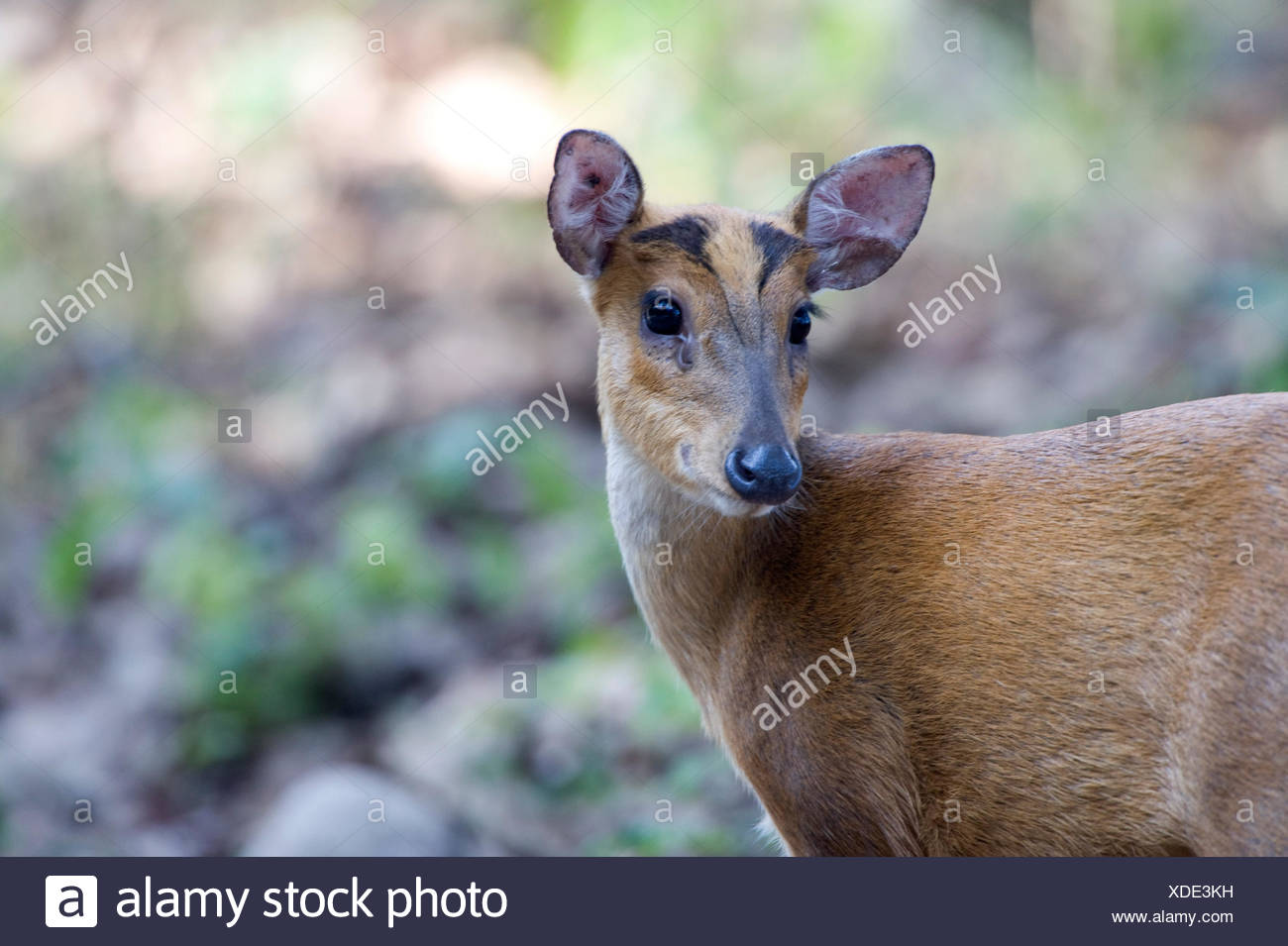 Indian Muntjac Stock Photos & Indian Muntjac Stock Images - Alamy