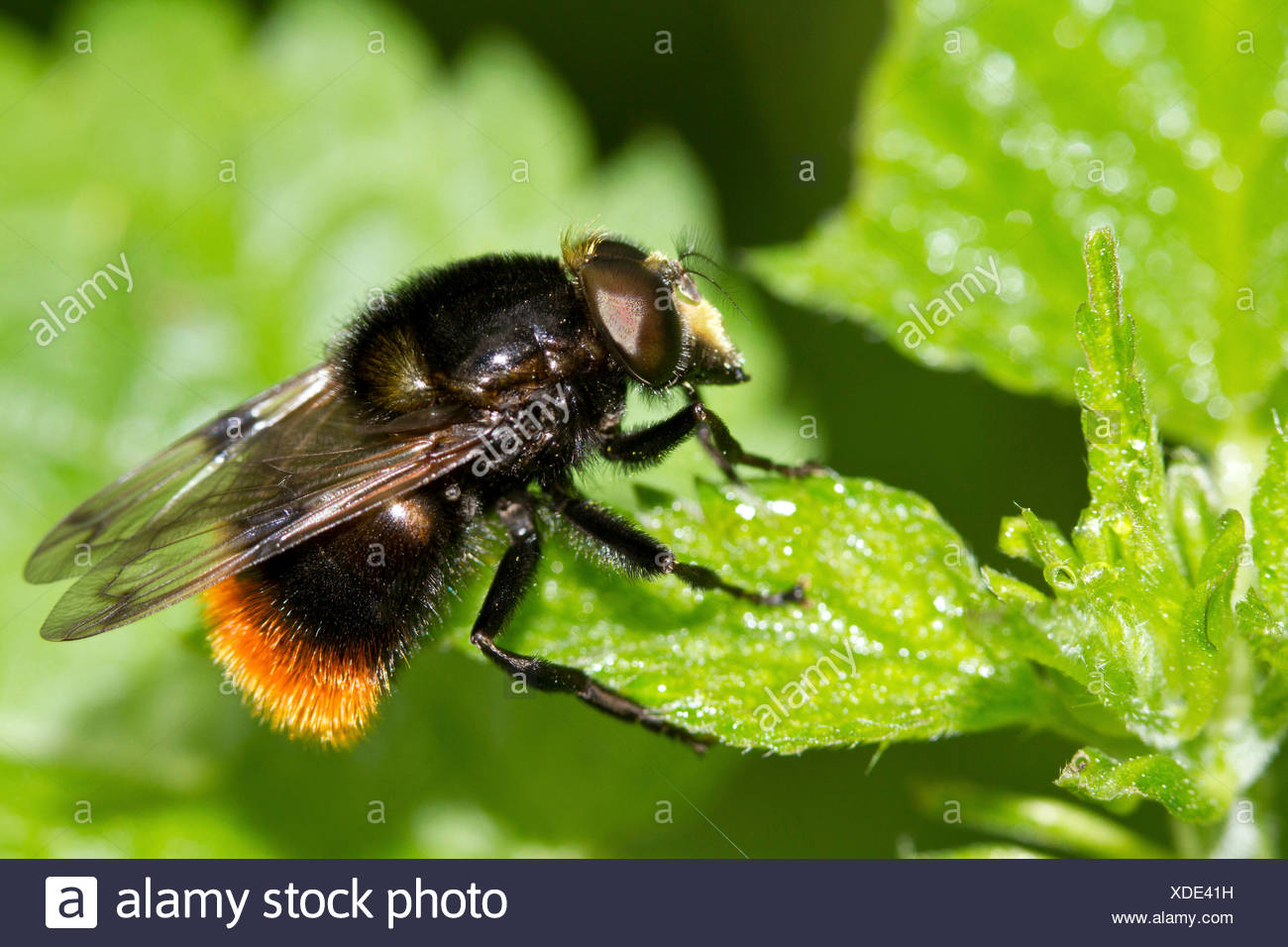 Bumblebee Mimic High Resolution Stock Photography and Images - Alamy