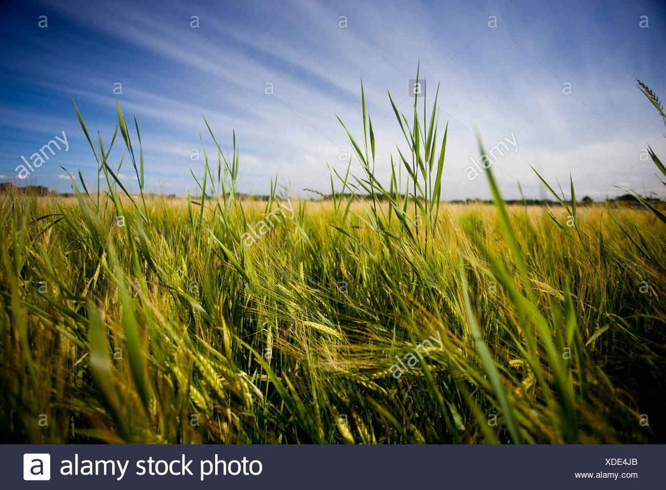 Wind Summer High Resolution Stock Photography and Images - Alamy