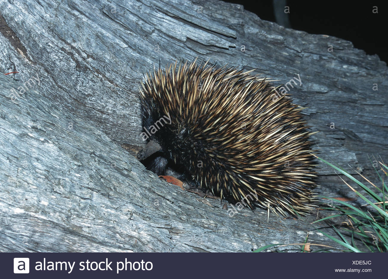 Prototherians High Resolution Stock Photography and Images - Alamy