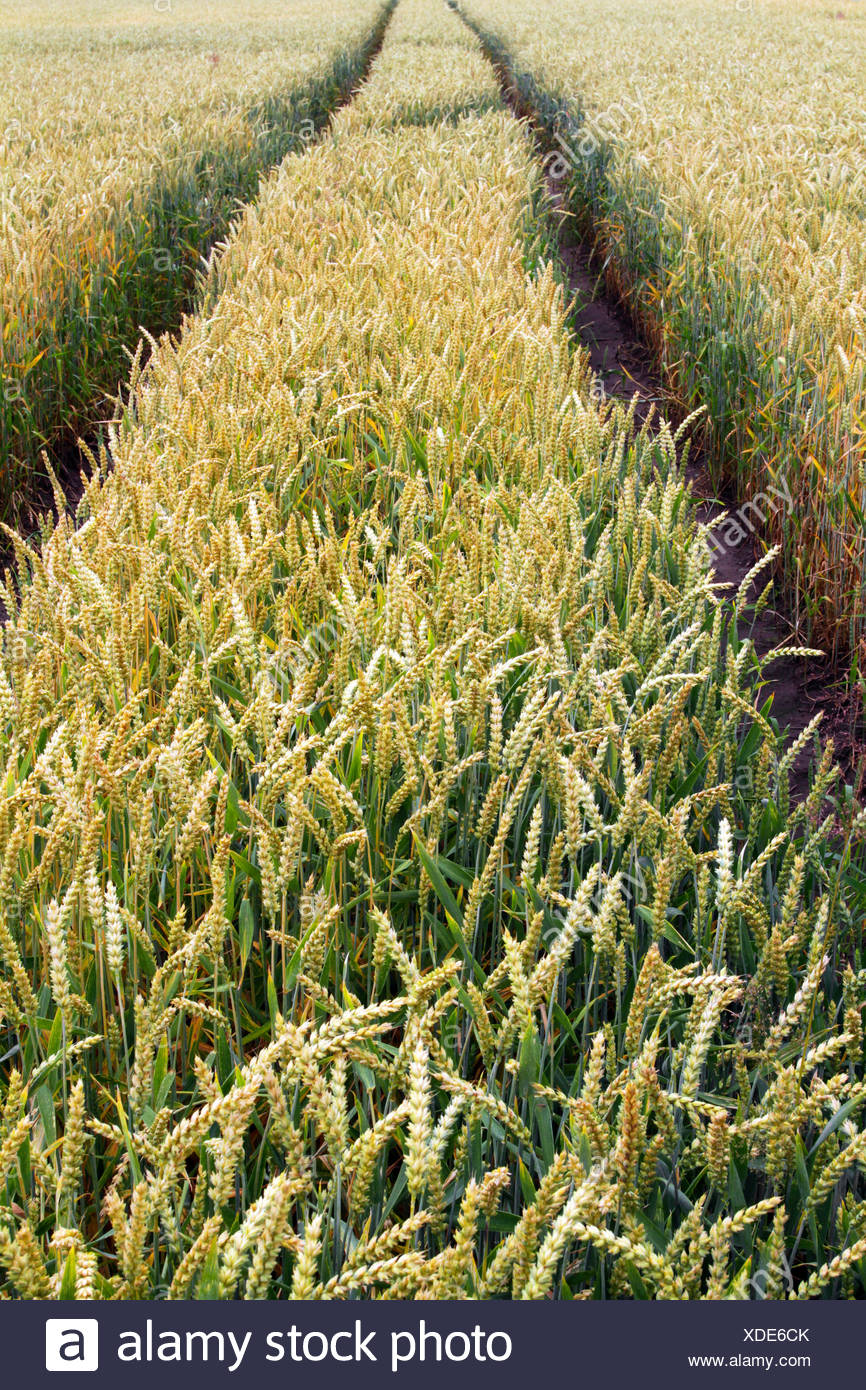 Getreide Weizen Stock Photos & Getreide Weizen Stock Images - Alamy