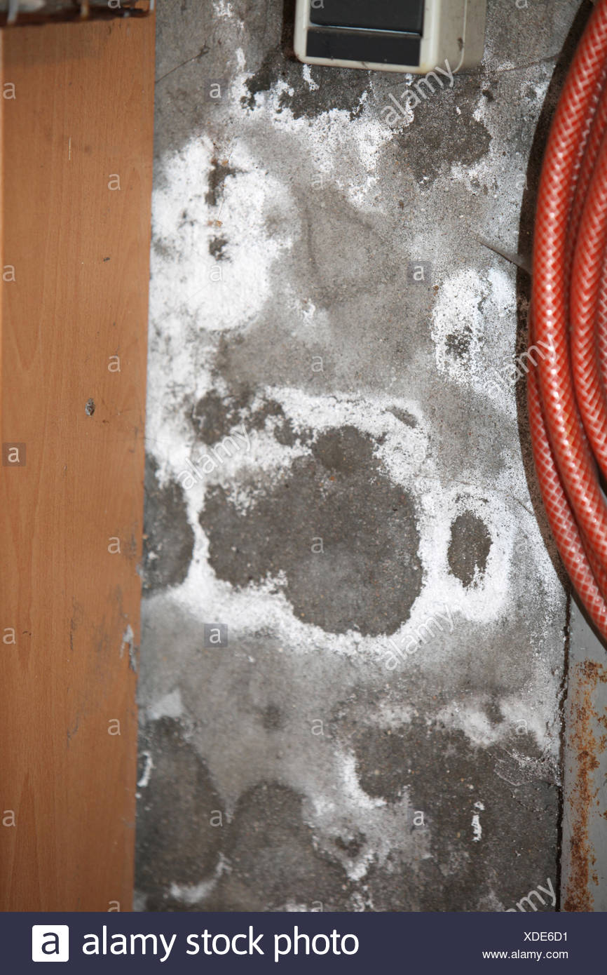 Moldy Home High Resolution Stock Photography and Images - Alamy