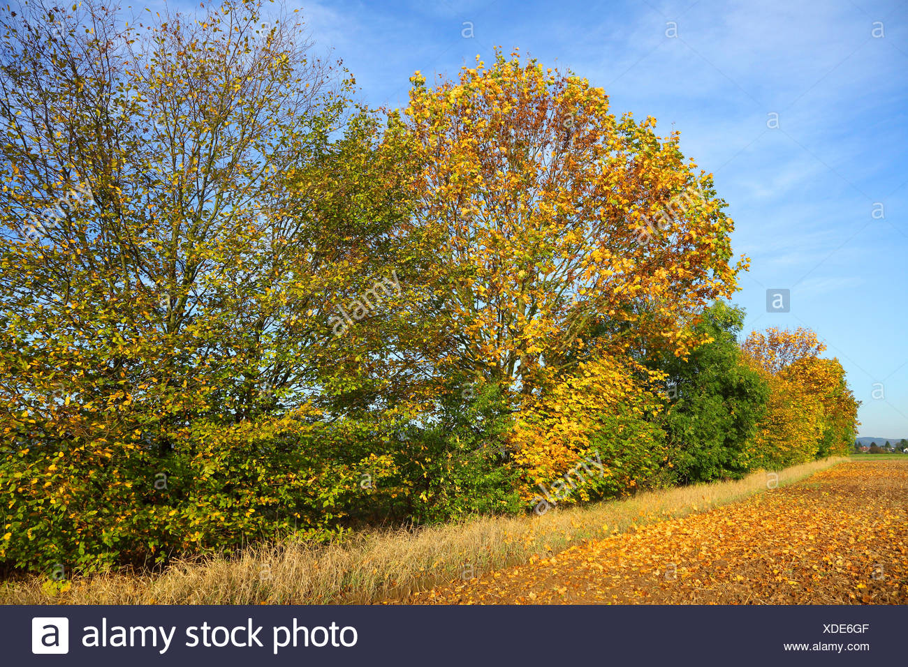 Field Boundary Hedges High Resolution Stock Photography and Images - Alamy