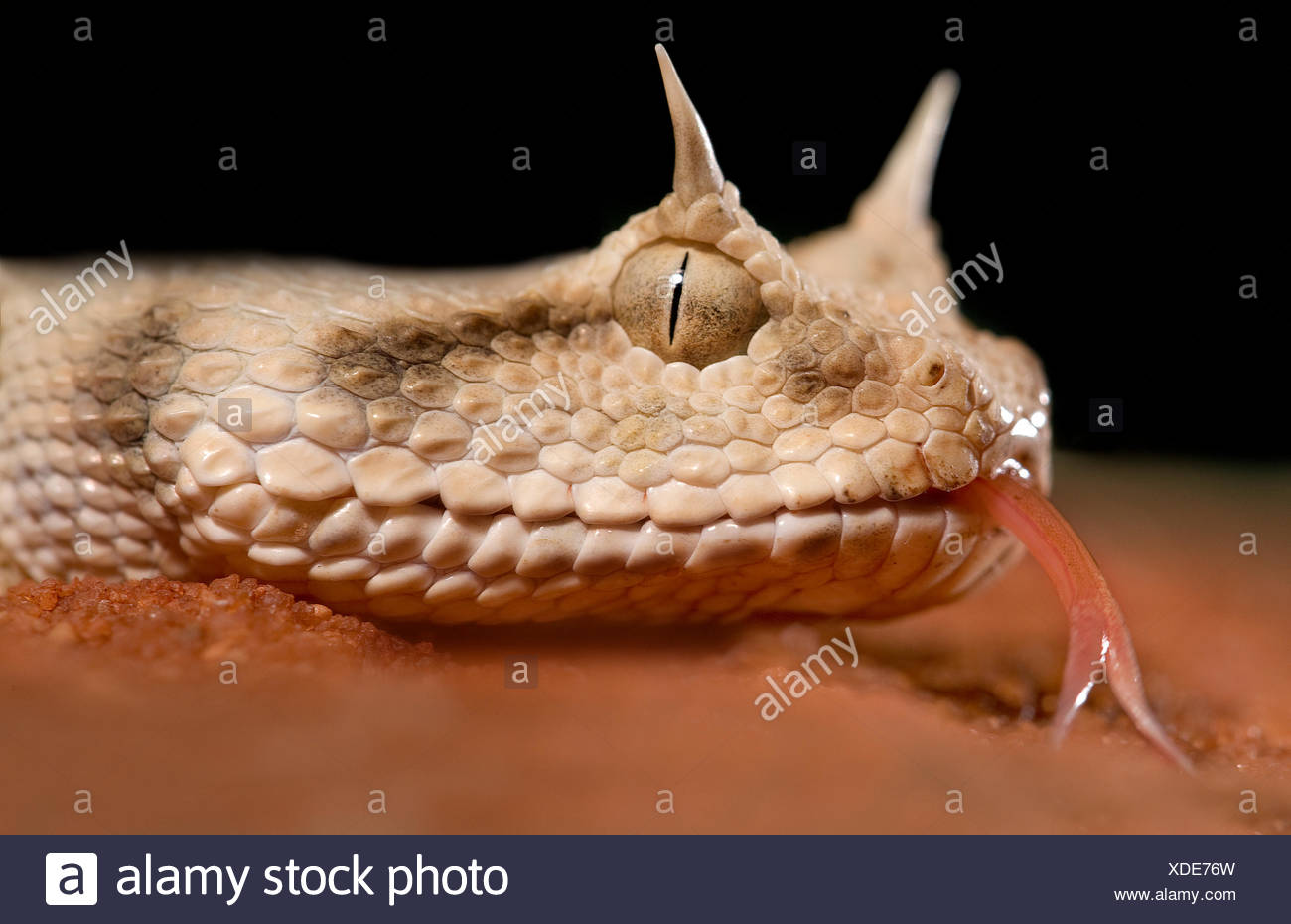 Hornviper High Resolution Stock Photography and Images - Alamy