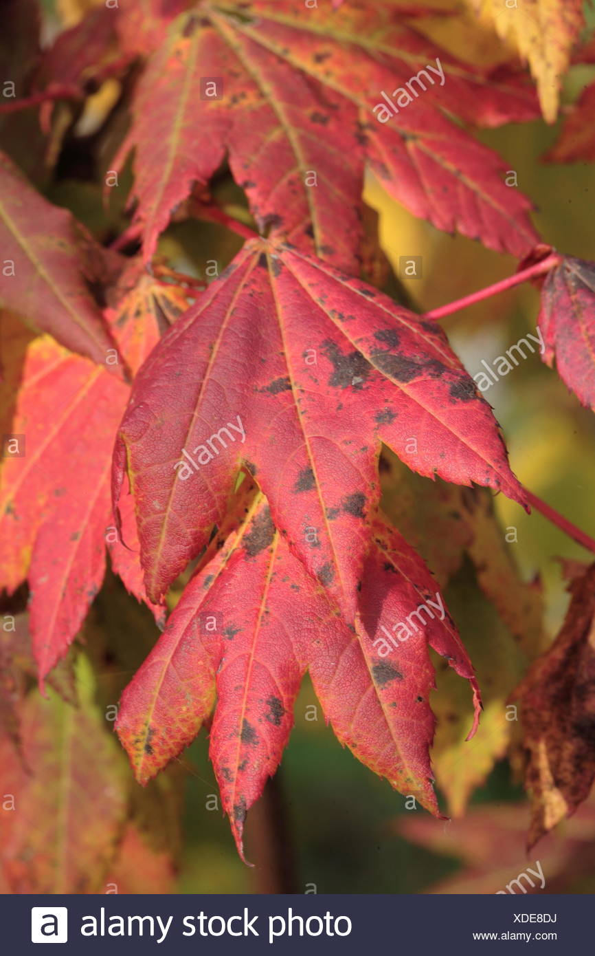 Vine Maple Plant High Resolution Stock Photography and Images - Alamy