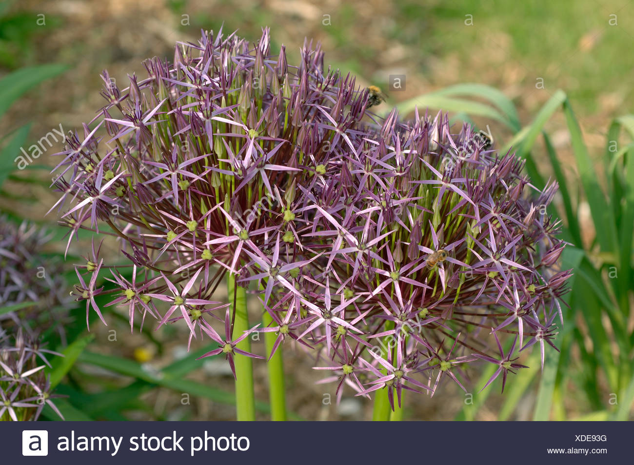 Round Flower Heads High Resolution Stock Photography and Images - Alamy