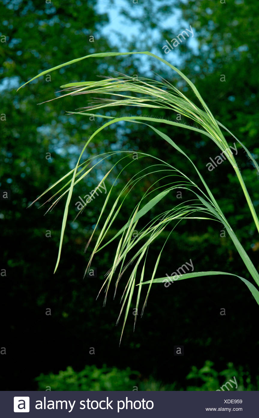 Anisantha Sterilis High Resolution Stock Photography and Images - Alamy