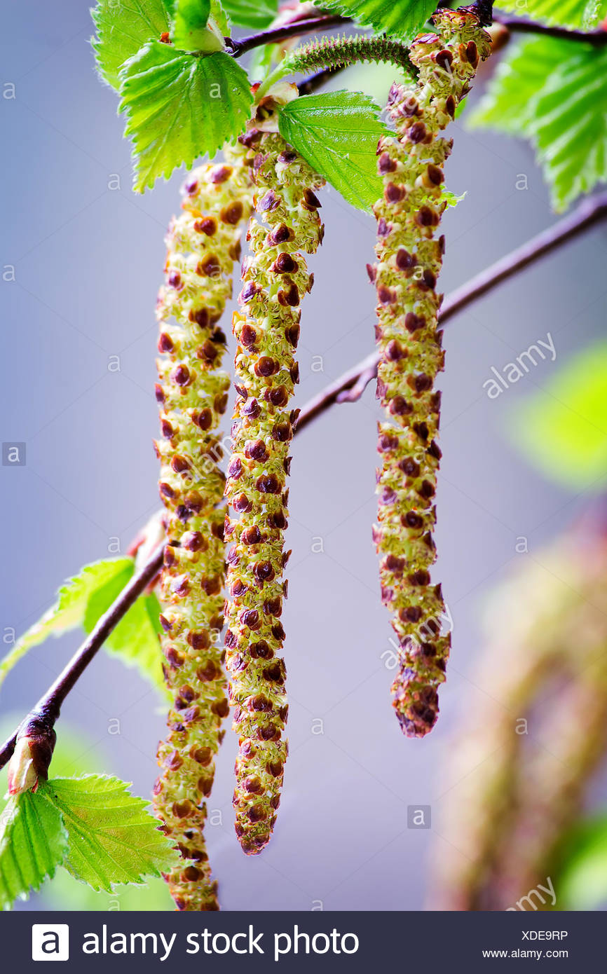 Cherry Birch Stock Photos & Cherry Birch Stock Images - Alamy